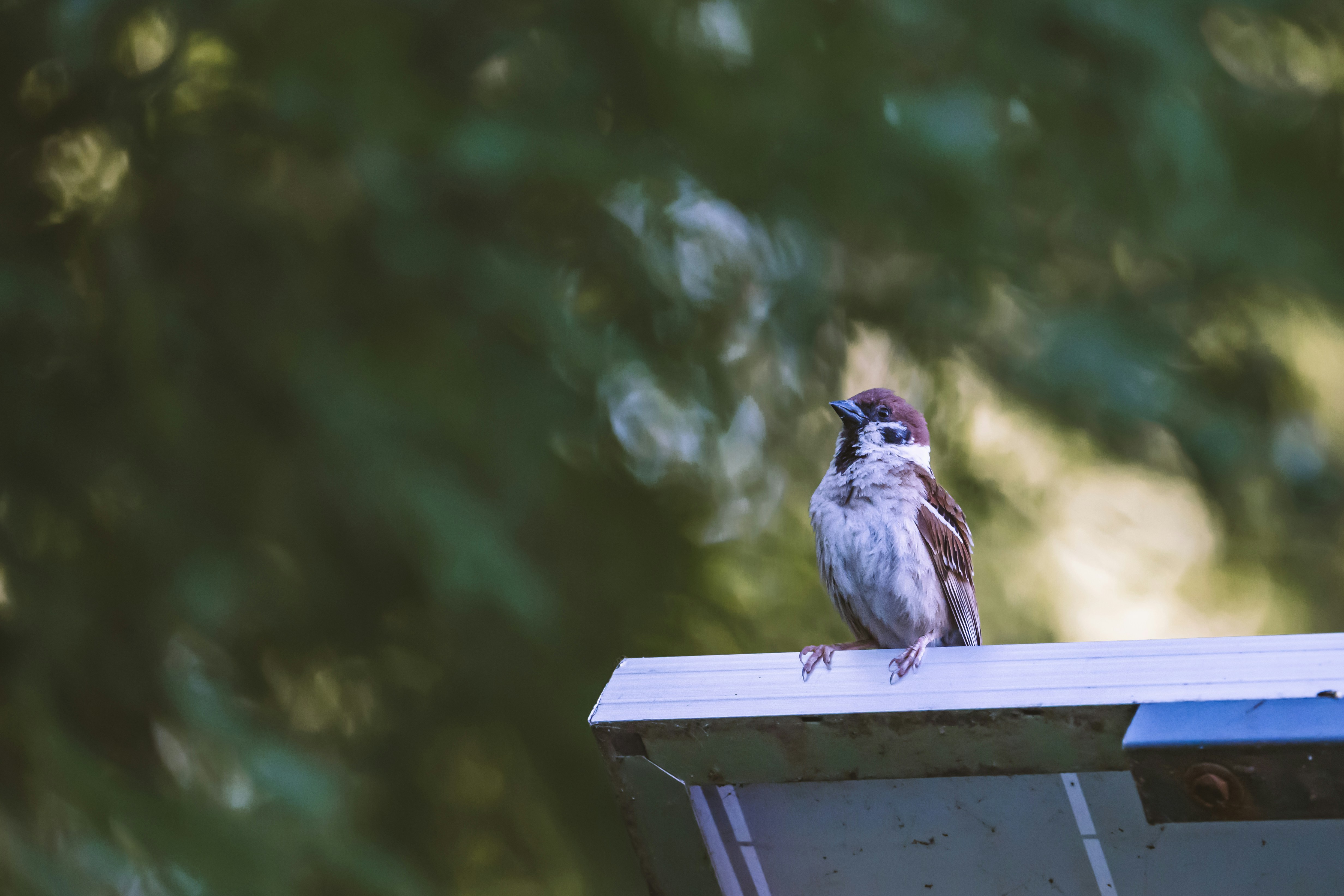 Perched on the Roof: A Sparrow’s Quiet Observation