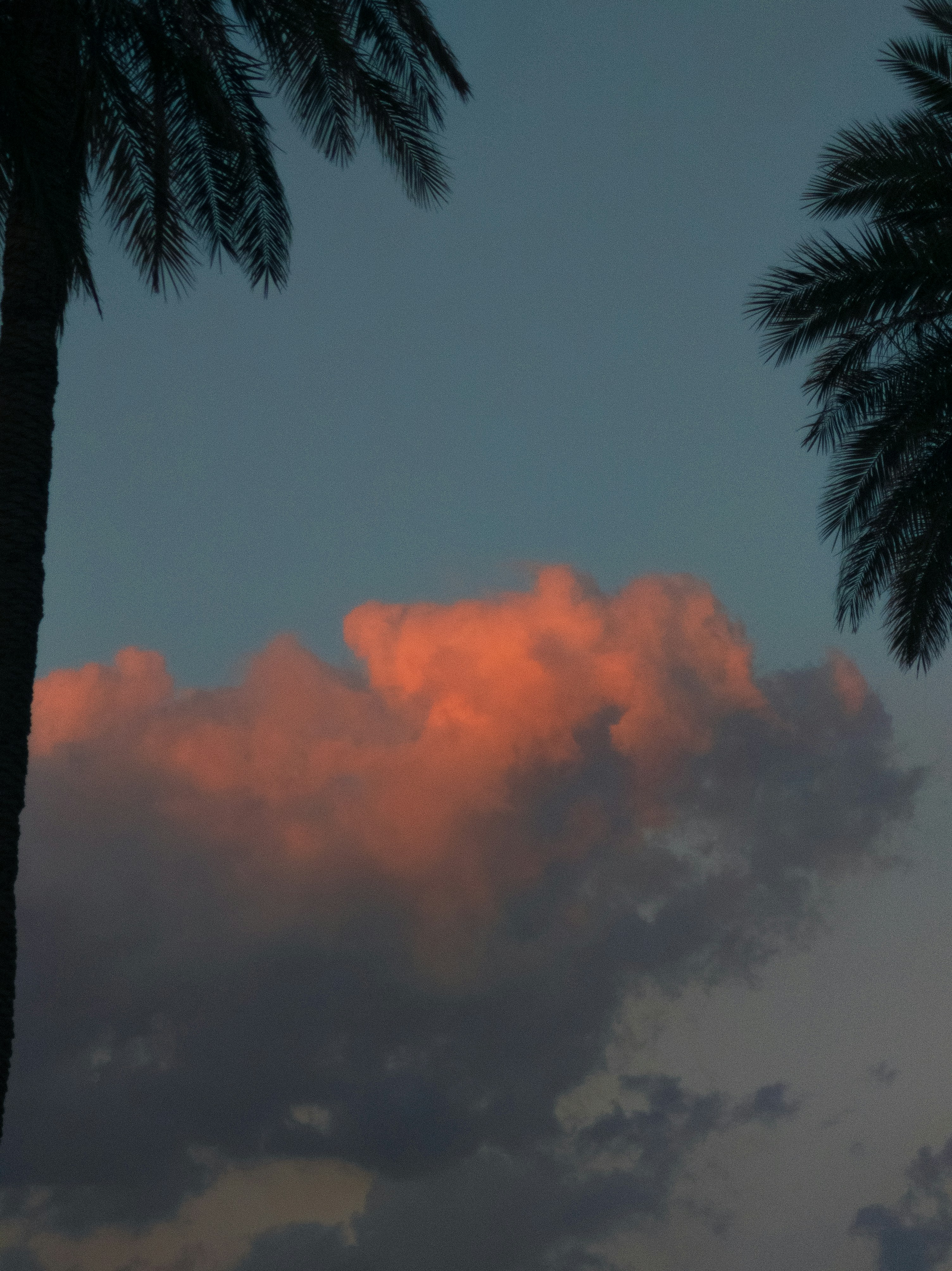 Pink-tinged Cloud Over Silhouetted Palm Fronds at Dusk