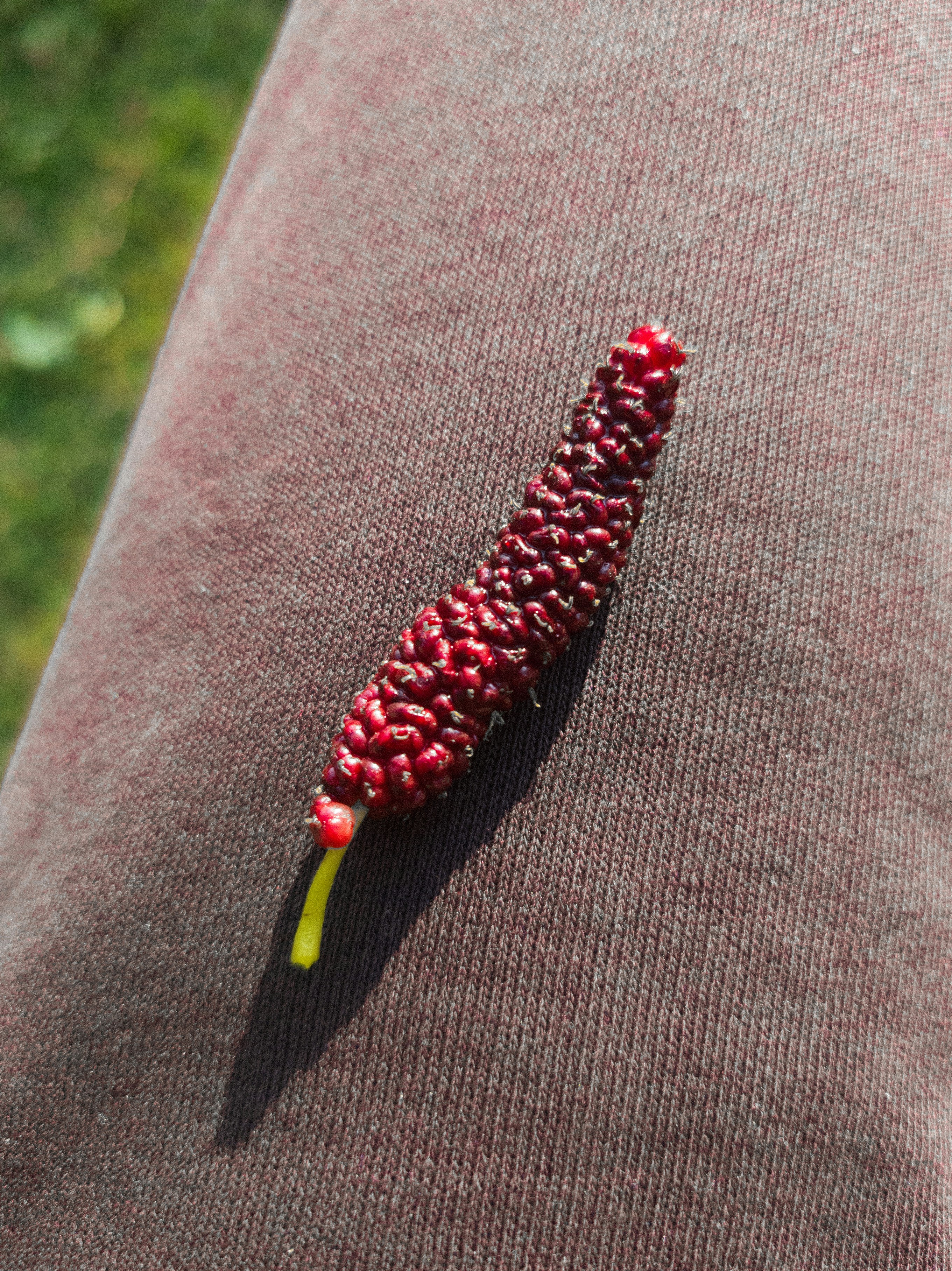 Red Spike on Soft Fabric: A Close-Up of a Textural Seed Pod