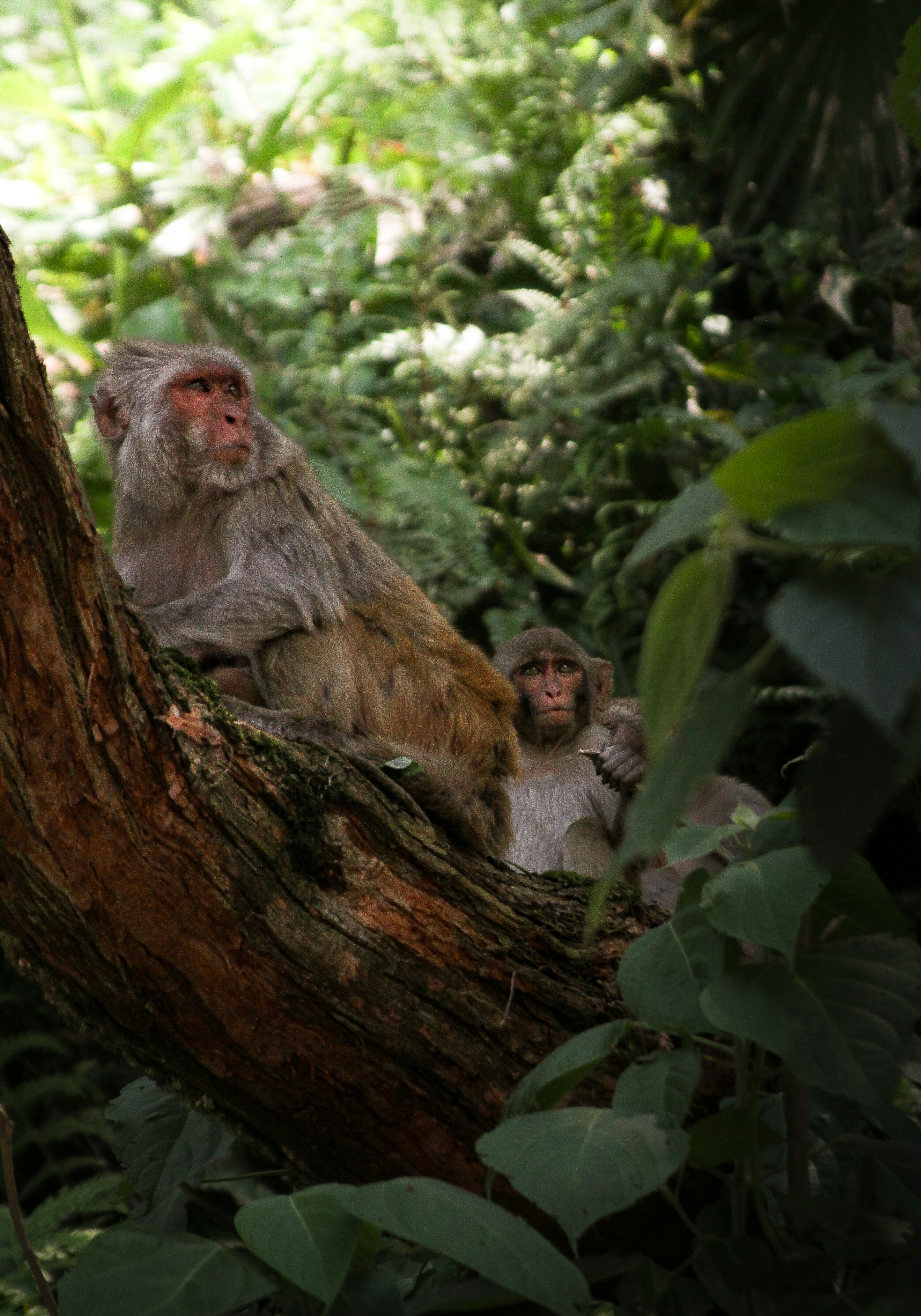 Primates in the canopy: near the forked trunk watch from the shade