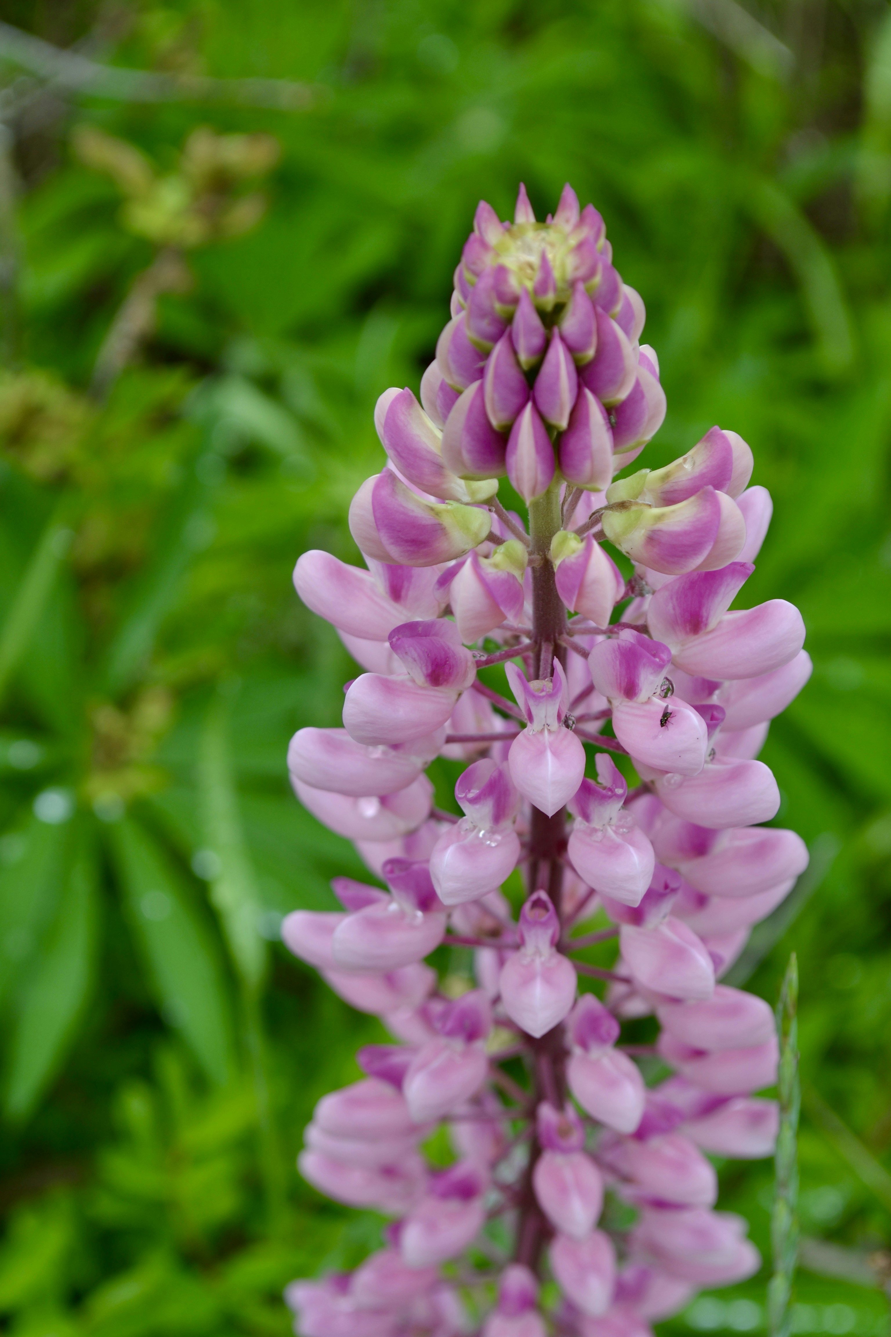 Pink Lupine Tower: A Close-Up of Blooming Segments Against a Lush Green Canvas
