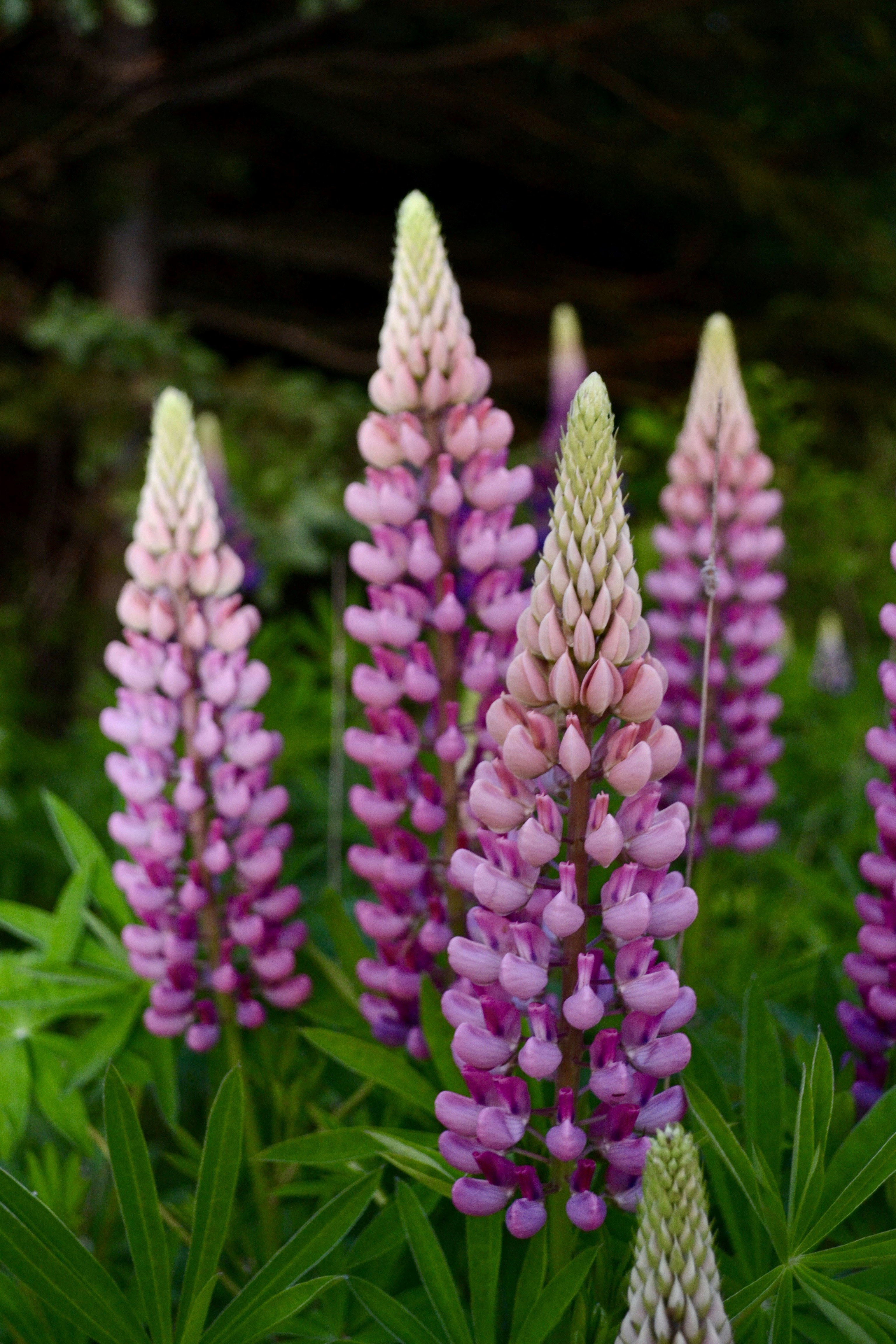 Vibrant Lupine Meadow: Pink Spires Reaching for Light