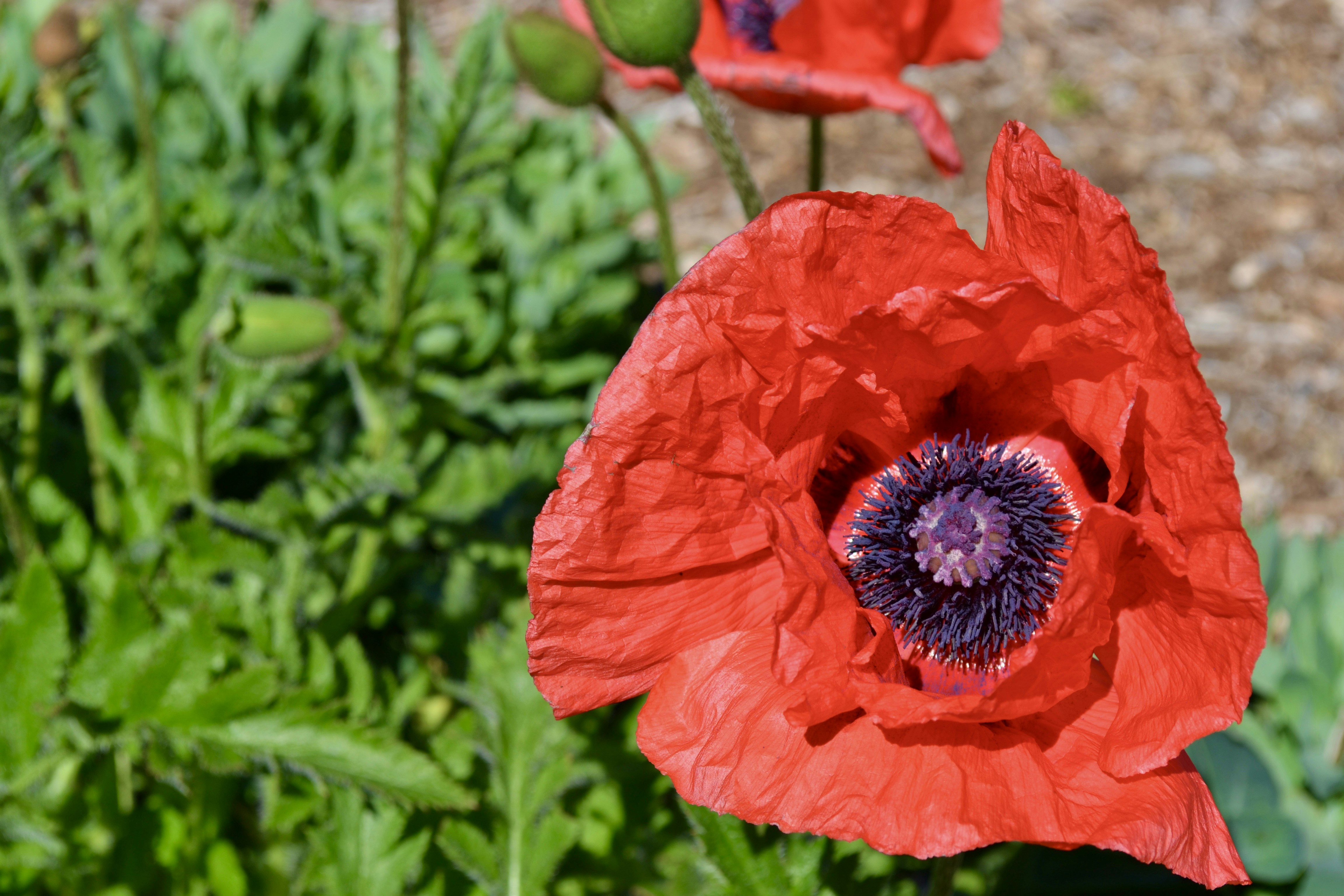 Crimson Papaver: A Close-Up of Spring's Bold Bloom