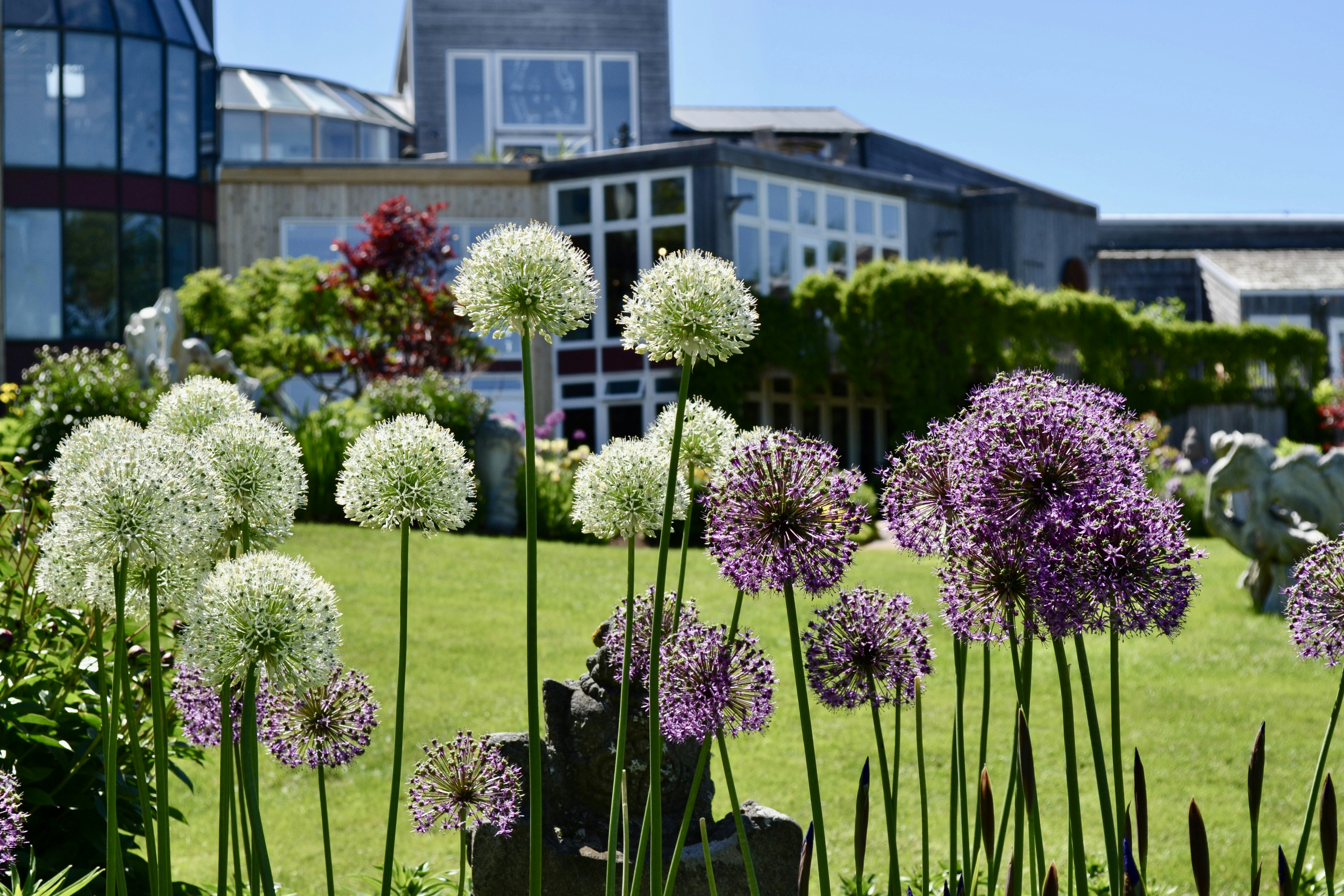 Allium Parade in a Sunlit Campus Garden