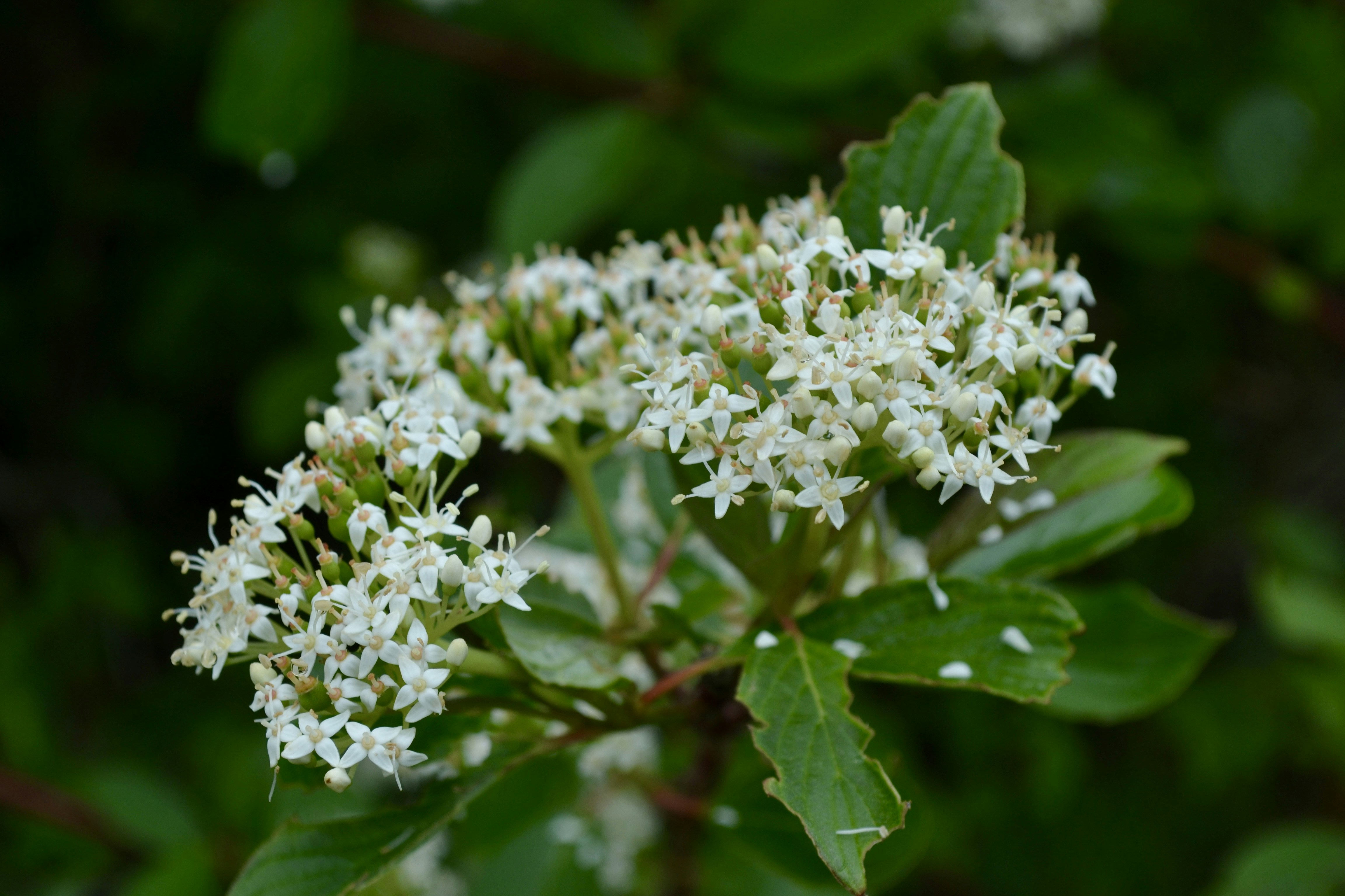 White-Clustered Bloom: Close-Up of a Hydrangea-like Inflorescence