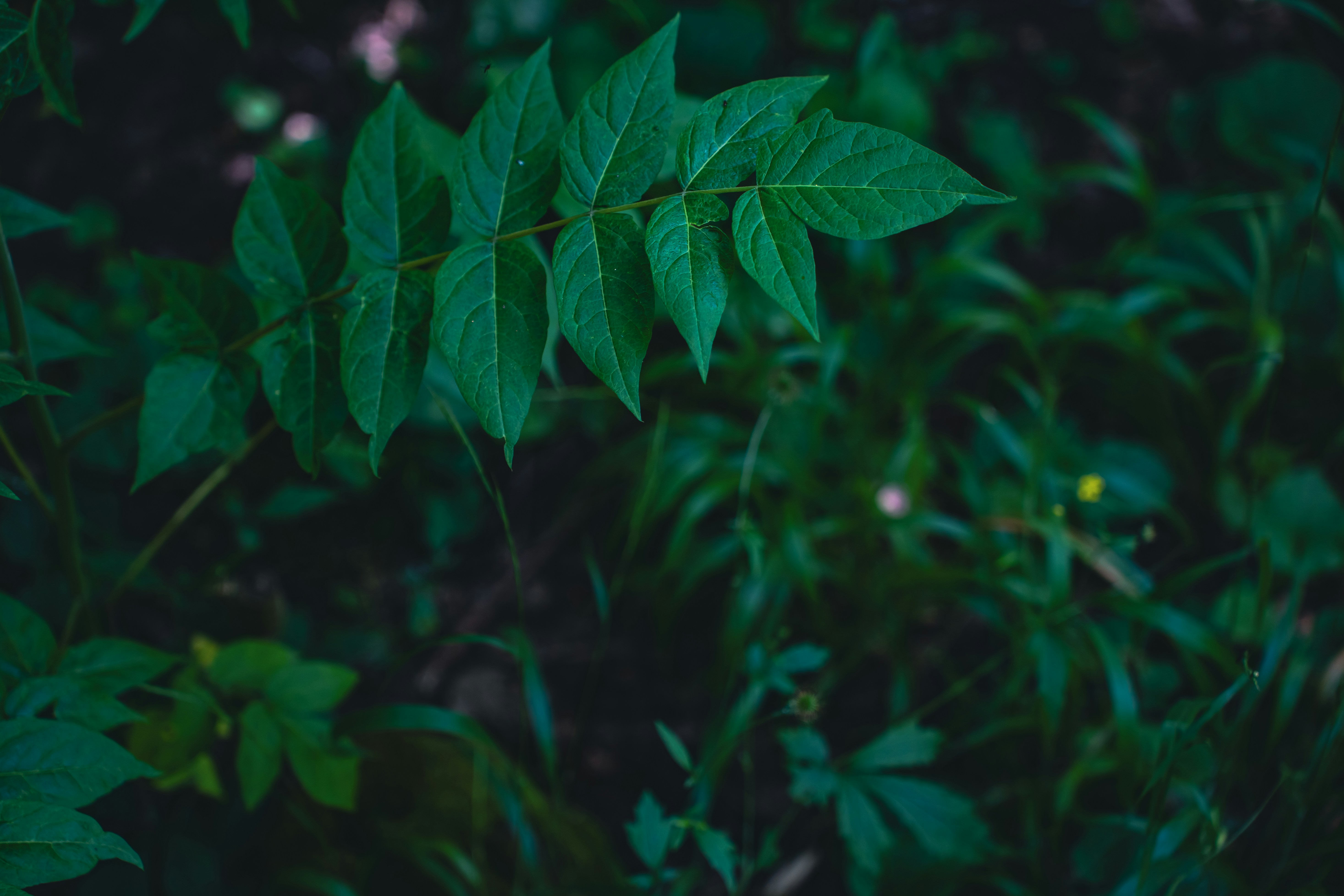 Emerald Vein: Leaves in Quiet Shade