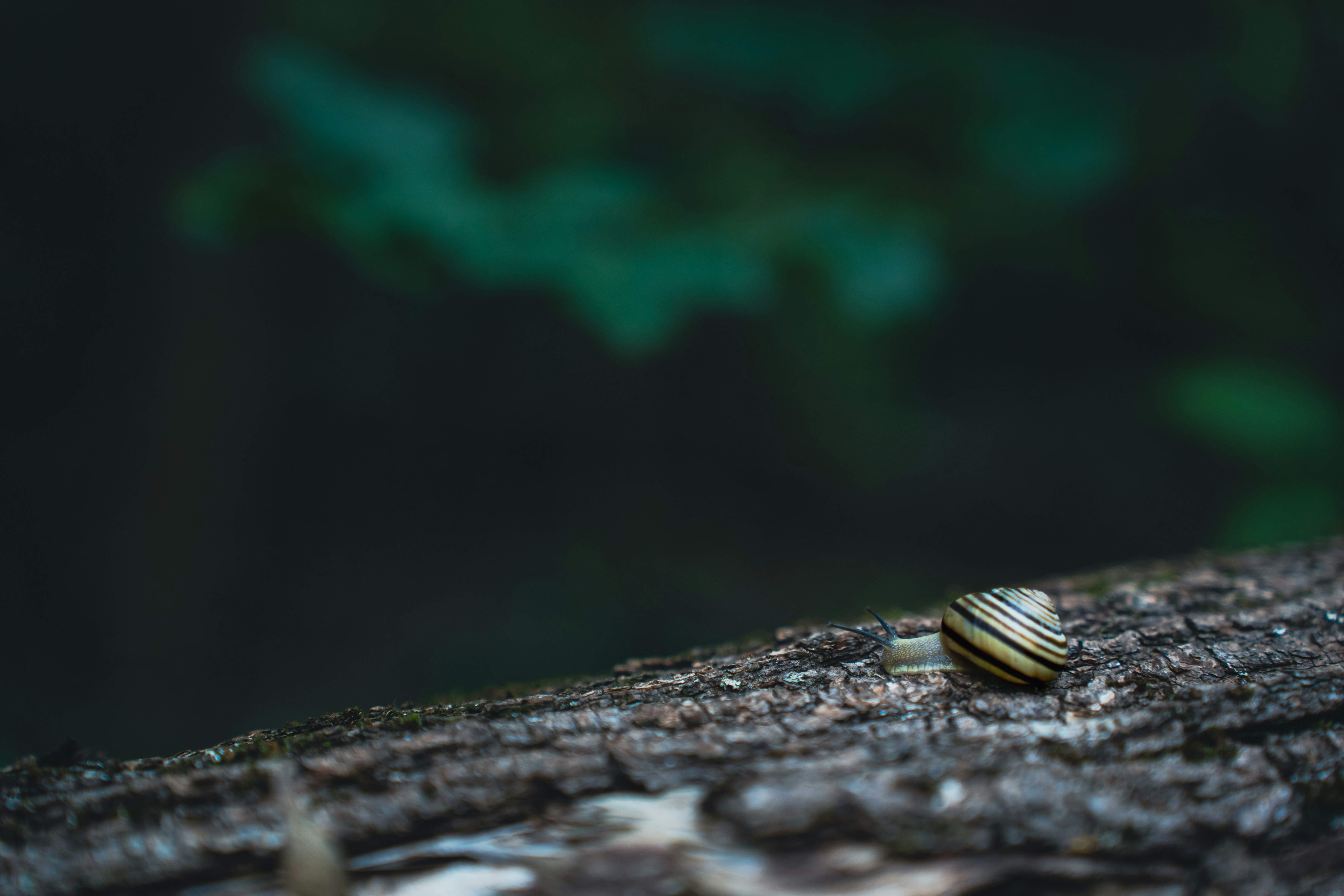 A Tiny Striped Traveler on Weathered Bark