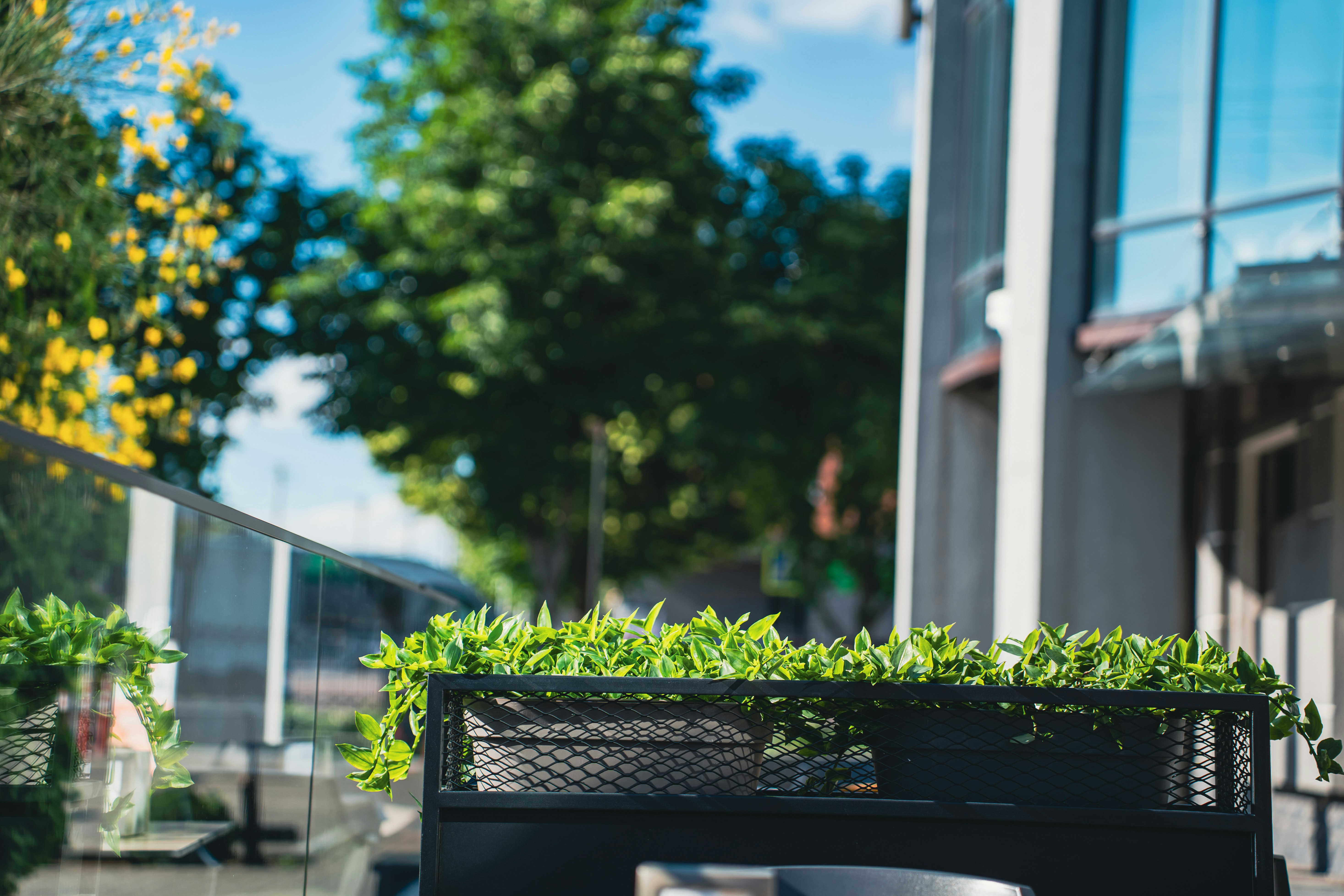 Urban Terrace in Bloom: Greenery Framing Modern Glass