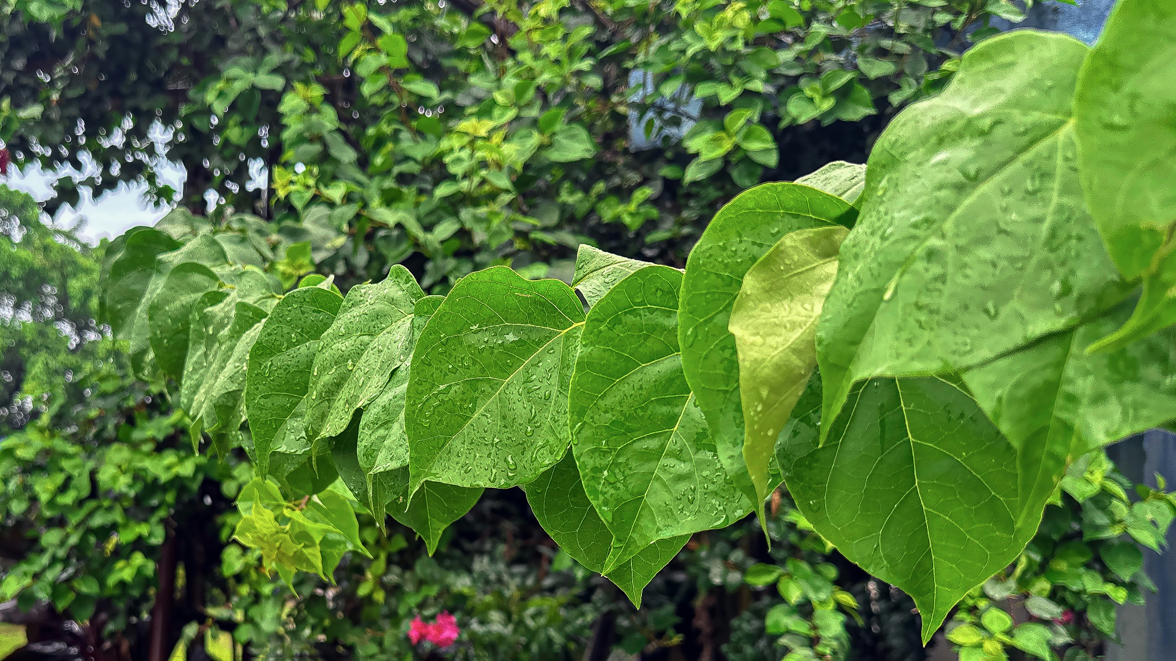 Verdant Cascade: A Row of Heart-Shaped Leaves
