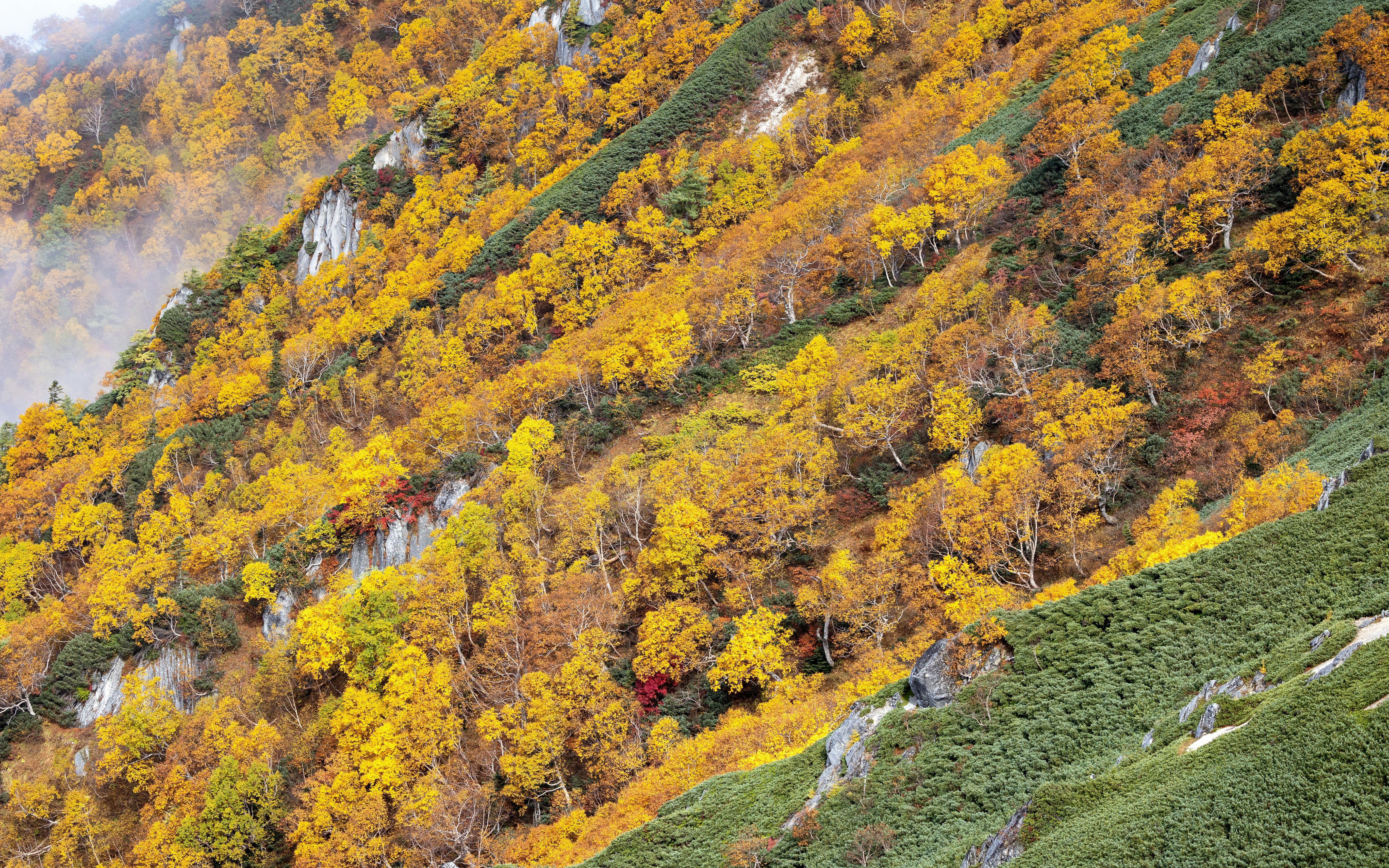 Autumn Cliffs: A Cascade of Golden Canopies on a Mountain Slope
