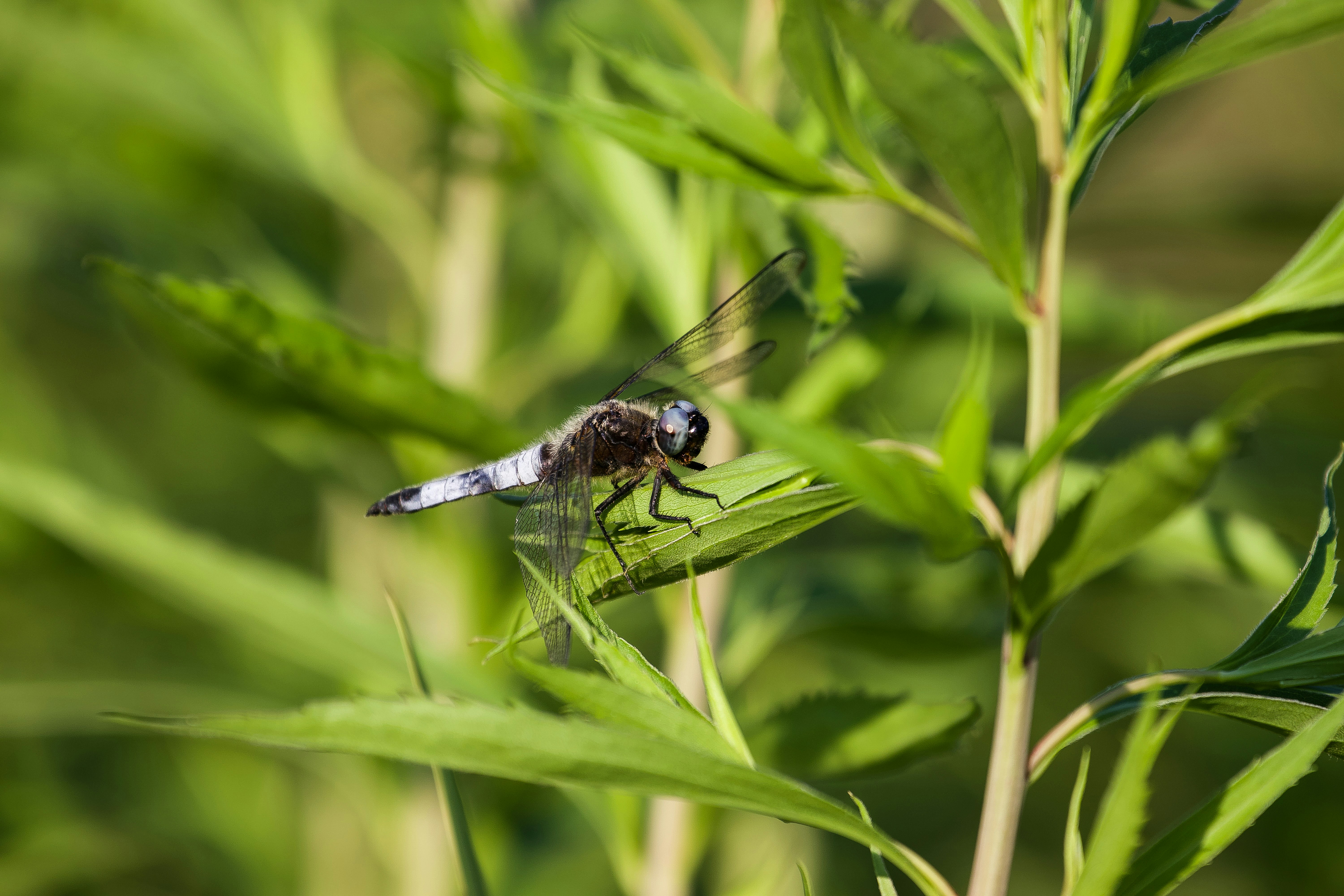 Dragonfly on a Green Stage: A Quiet Moment Among Leaves