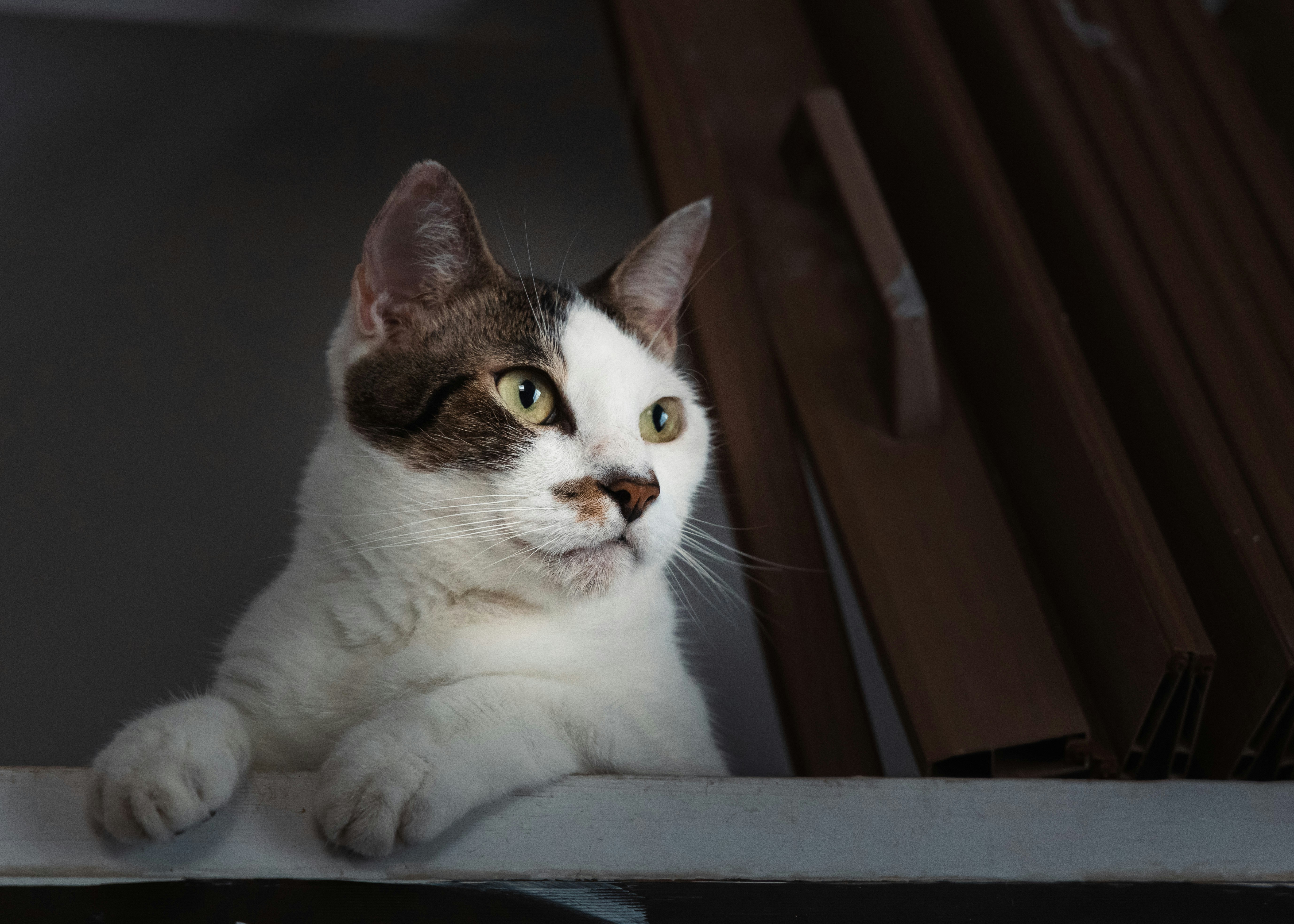 Curious Cat Peering Over the Window Sill