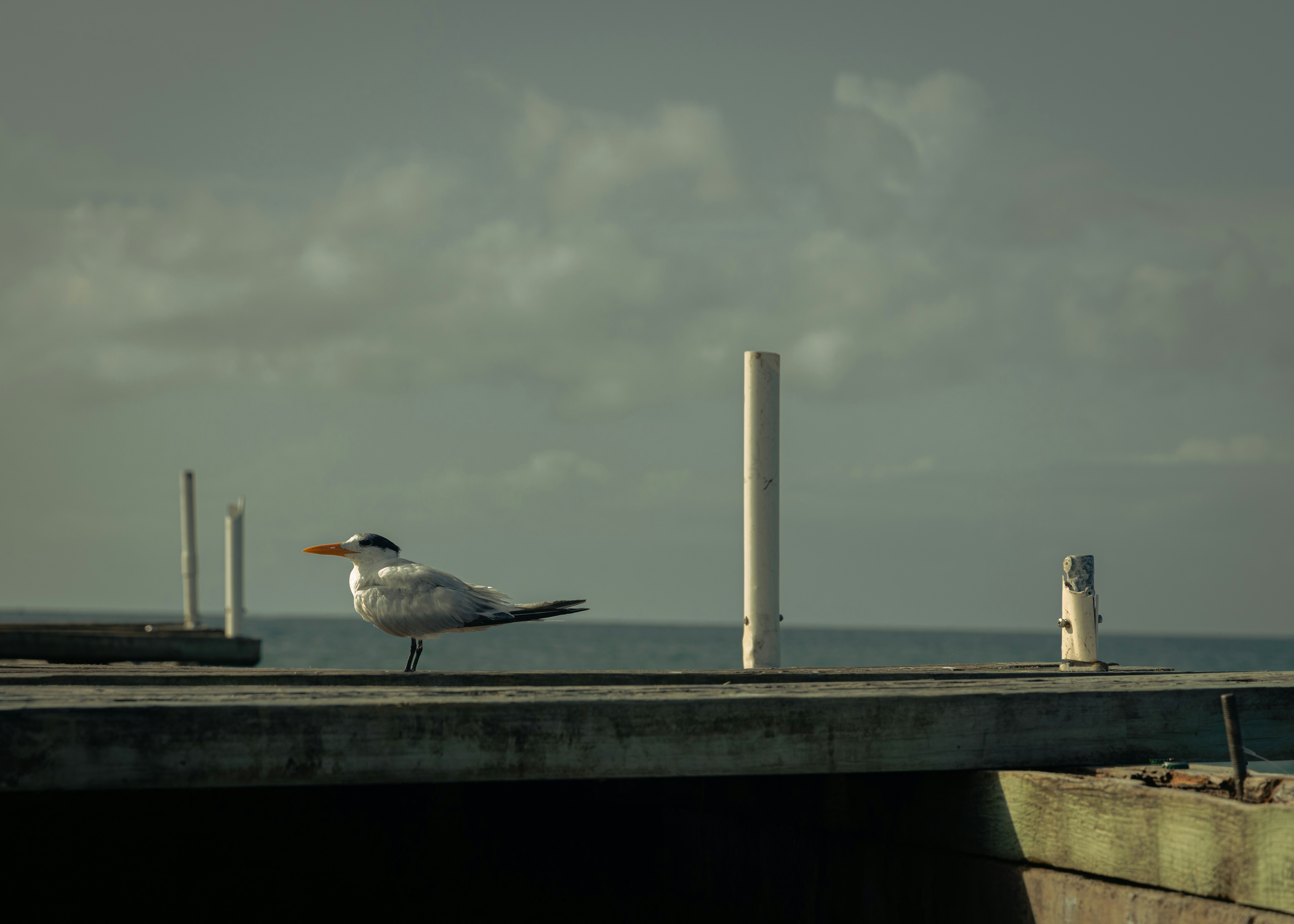 Alone on the Docks: A Seabird Poised at Dusk