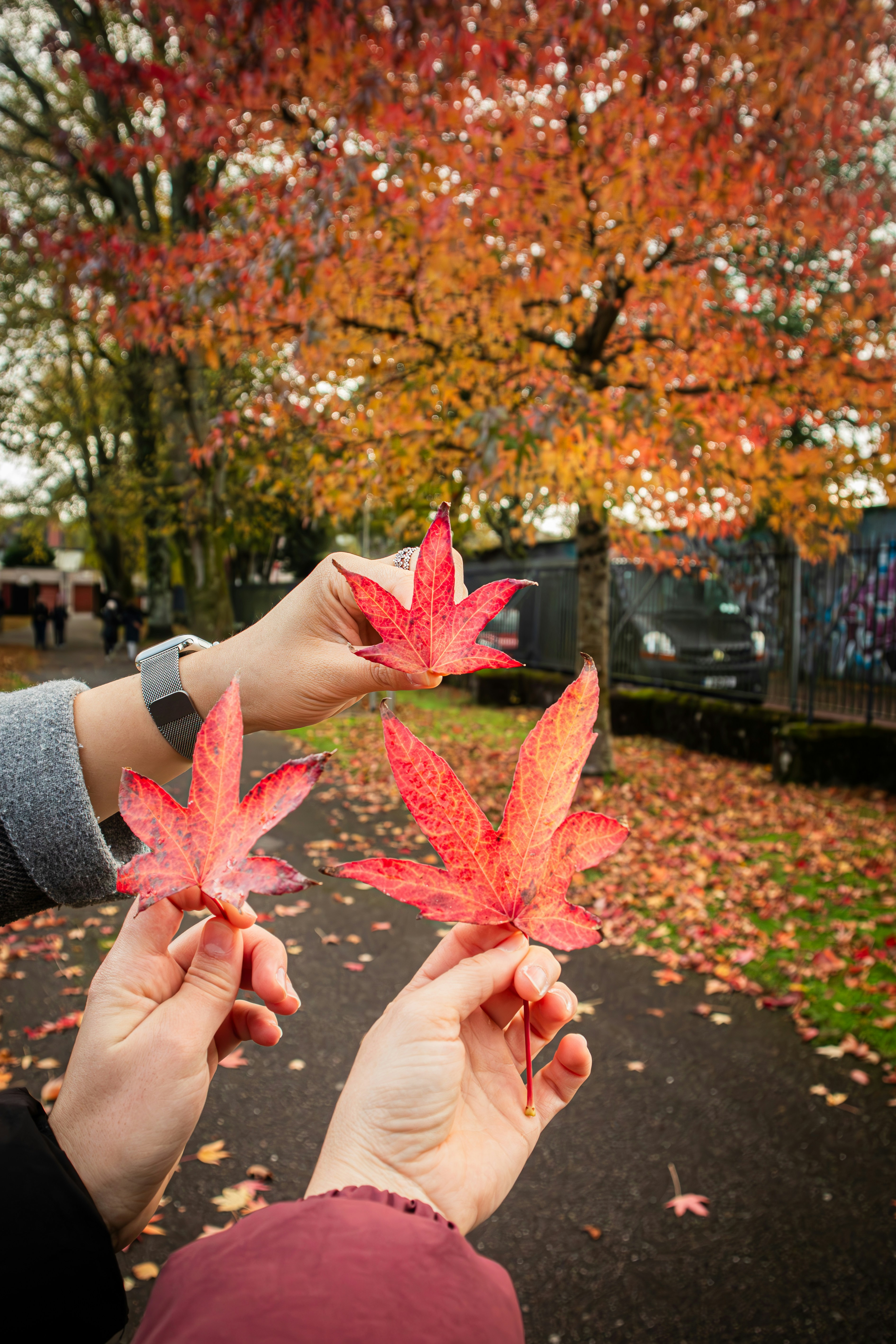 Three Crimson Maple Leaves Framed by Autumn Park