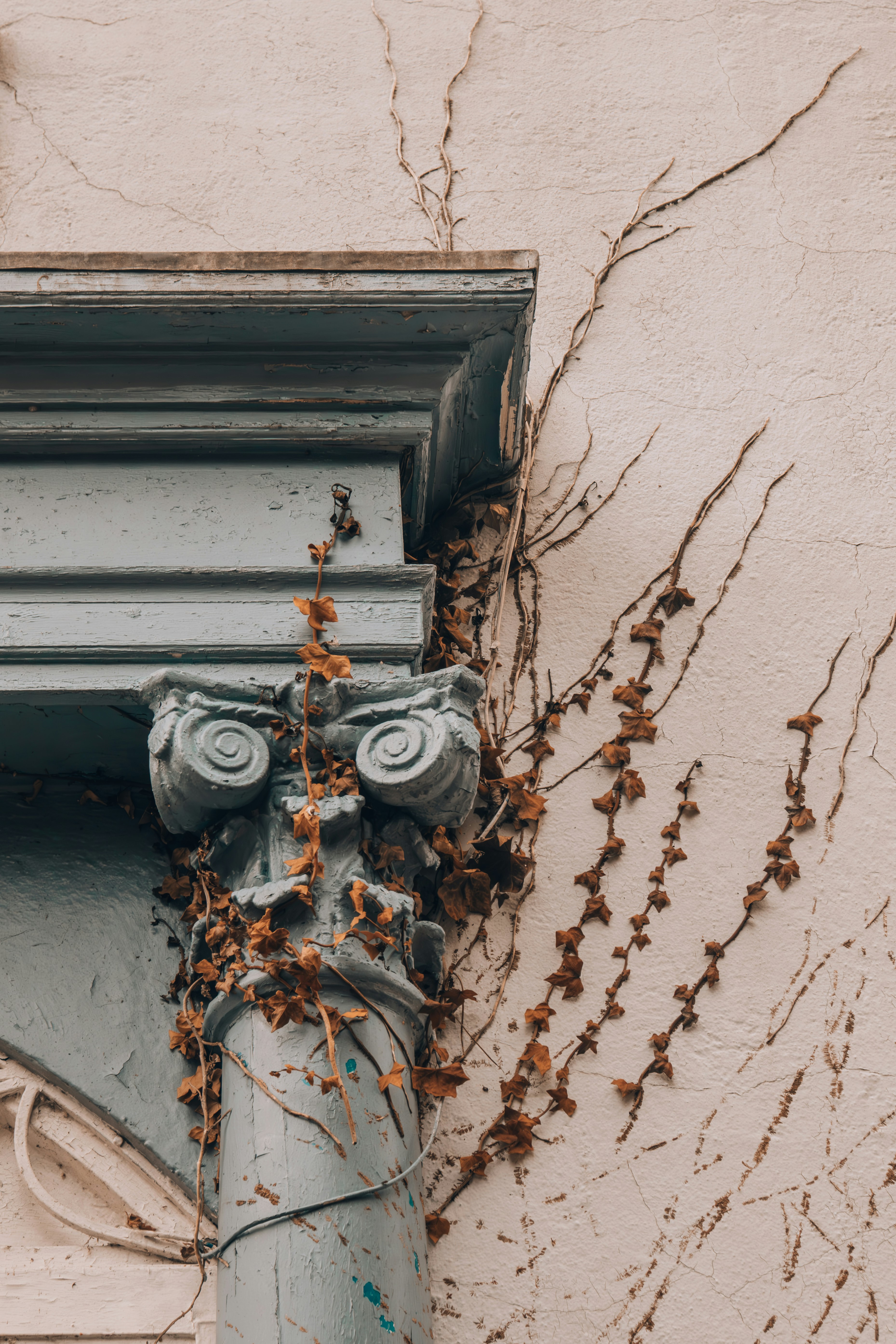 Frayed Ivy at a Classical Cornice Under a Pastel Wall