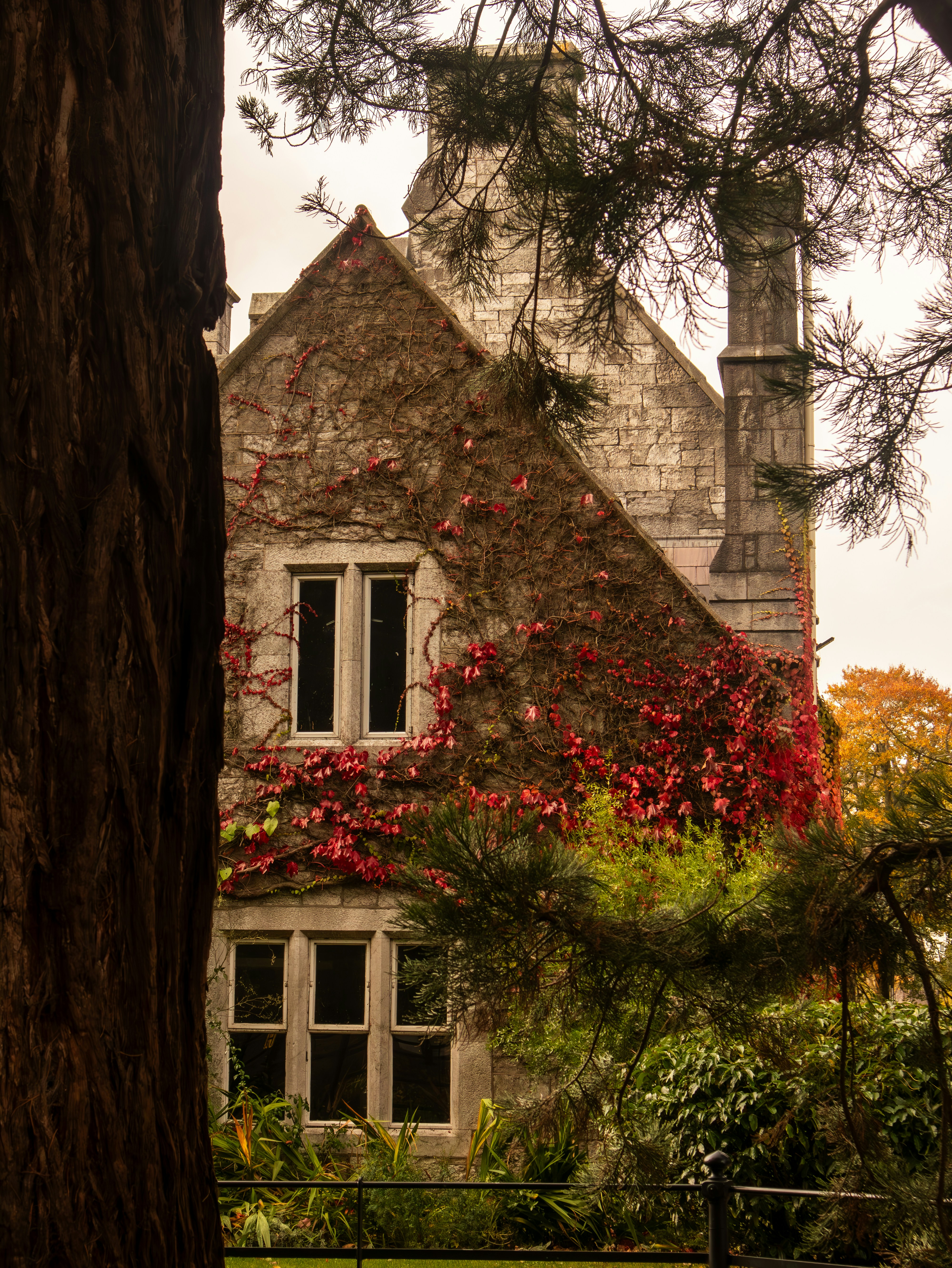 Autumn ivy on a stone manor framed by a towering pine