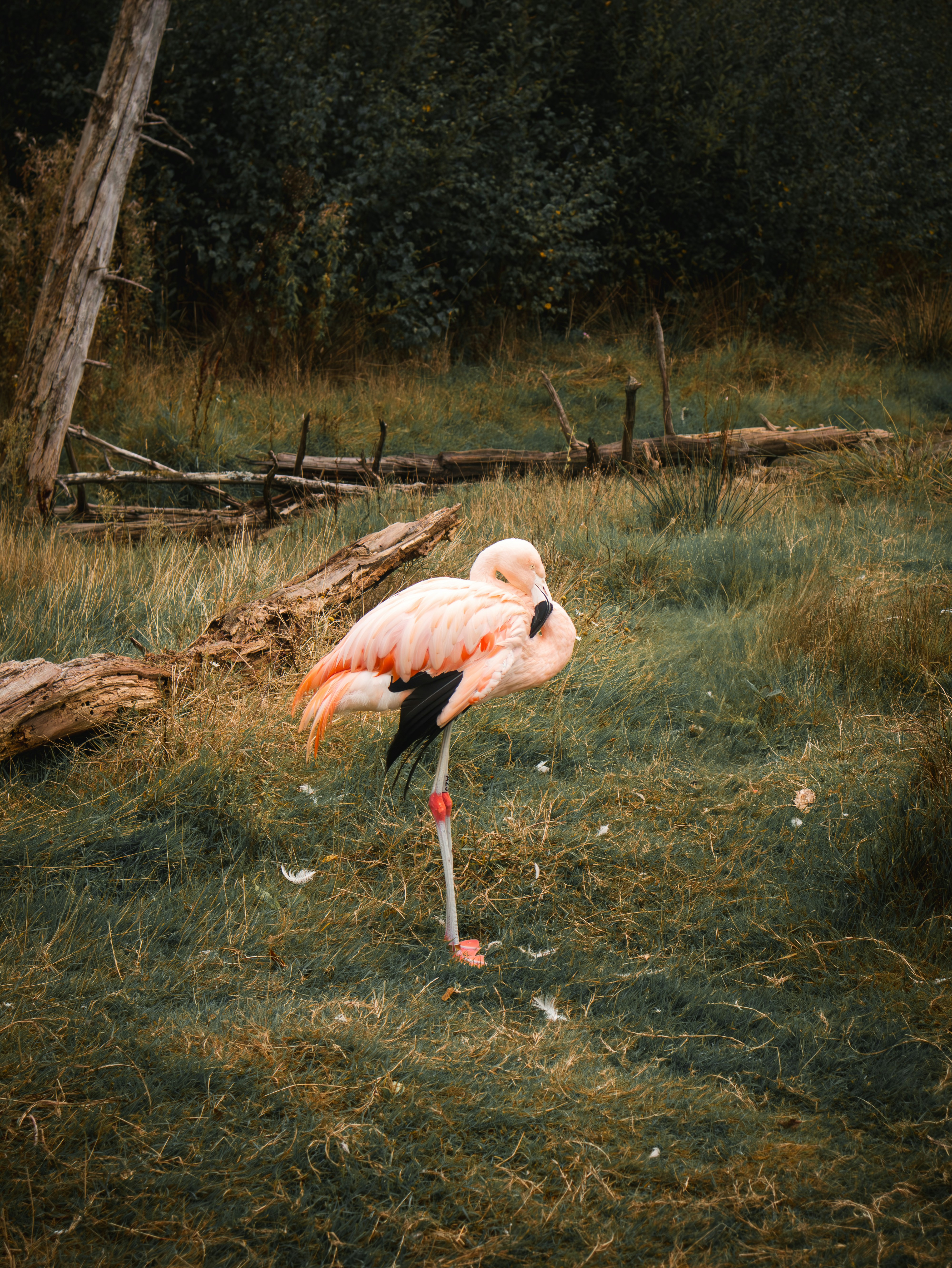Flamingo on One Leg in a Quiet Grassland