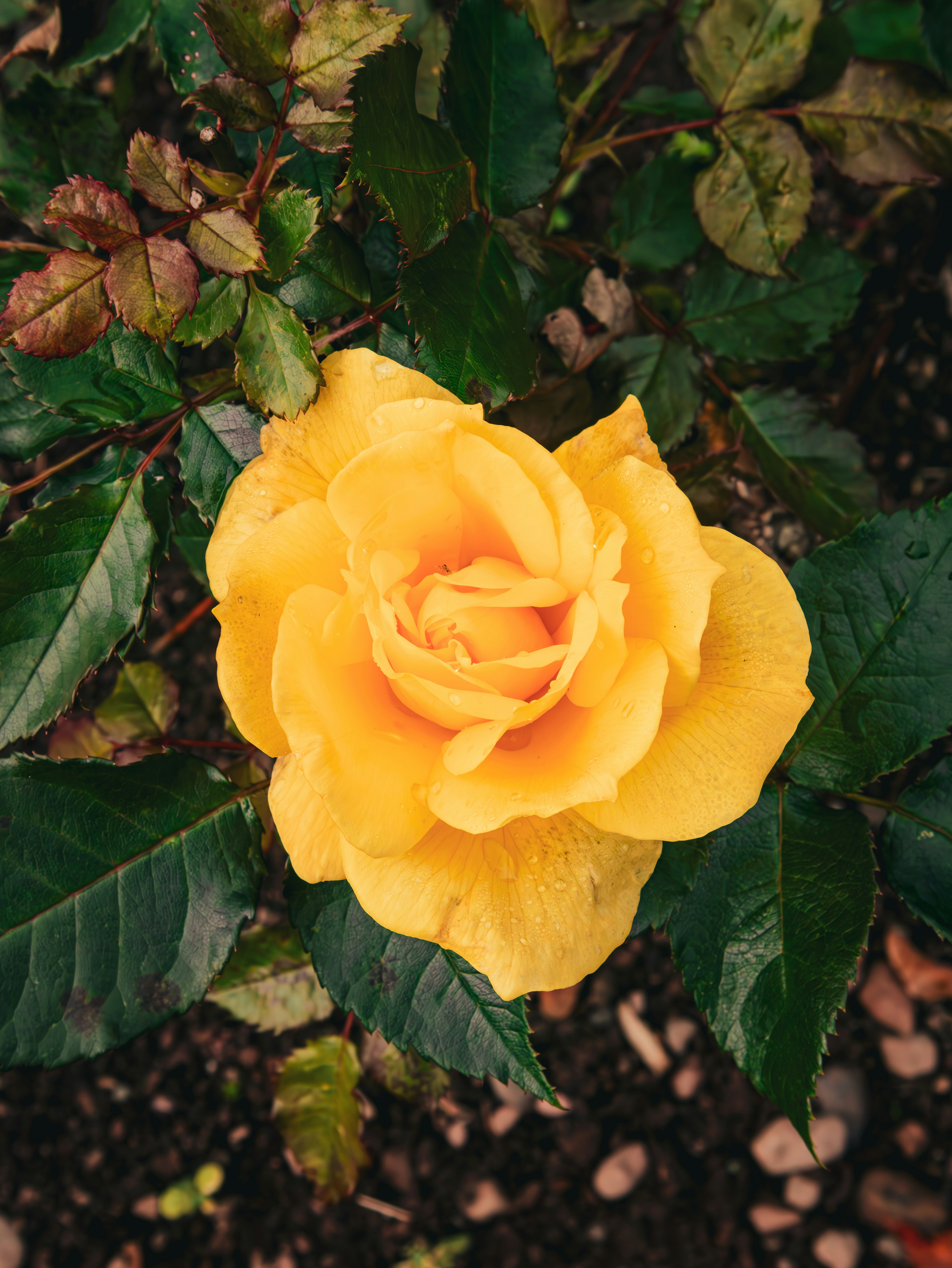Golden Rose in Focus: A Sunlit Bloom Amid Green Foliage