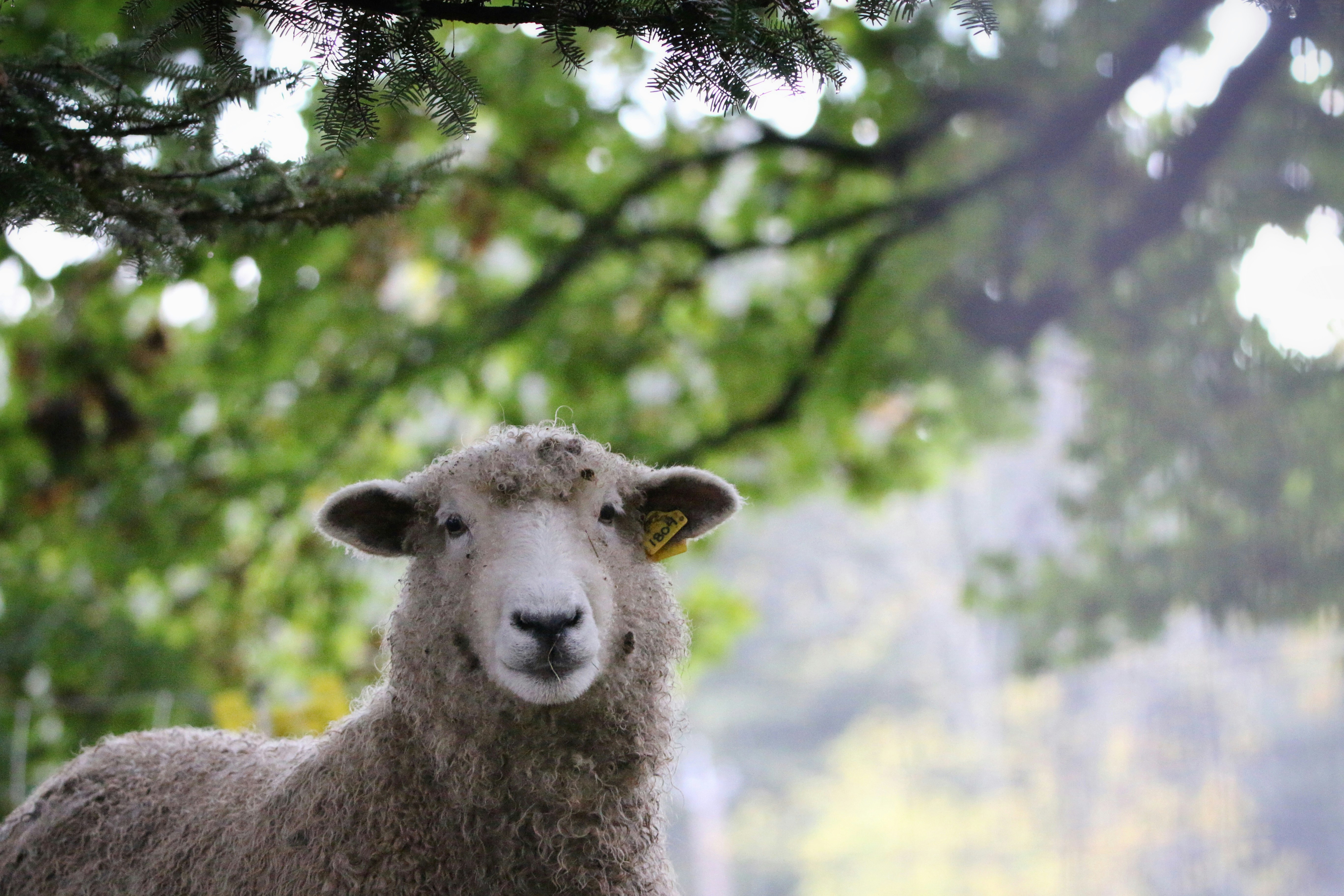 Curious Ewe Beneath Springtime Canopy