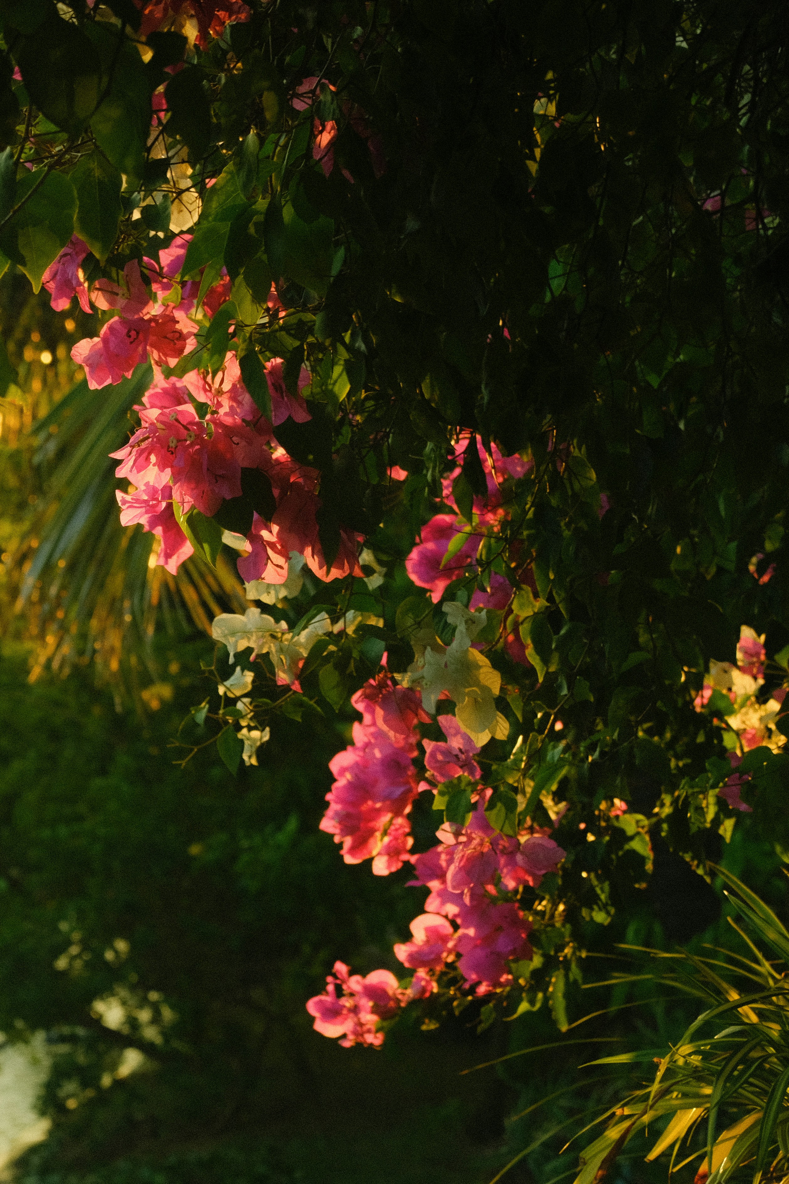 Bougainvillea Cascade in Golden Hour Glow