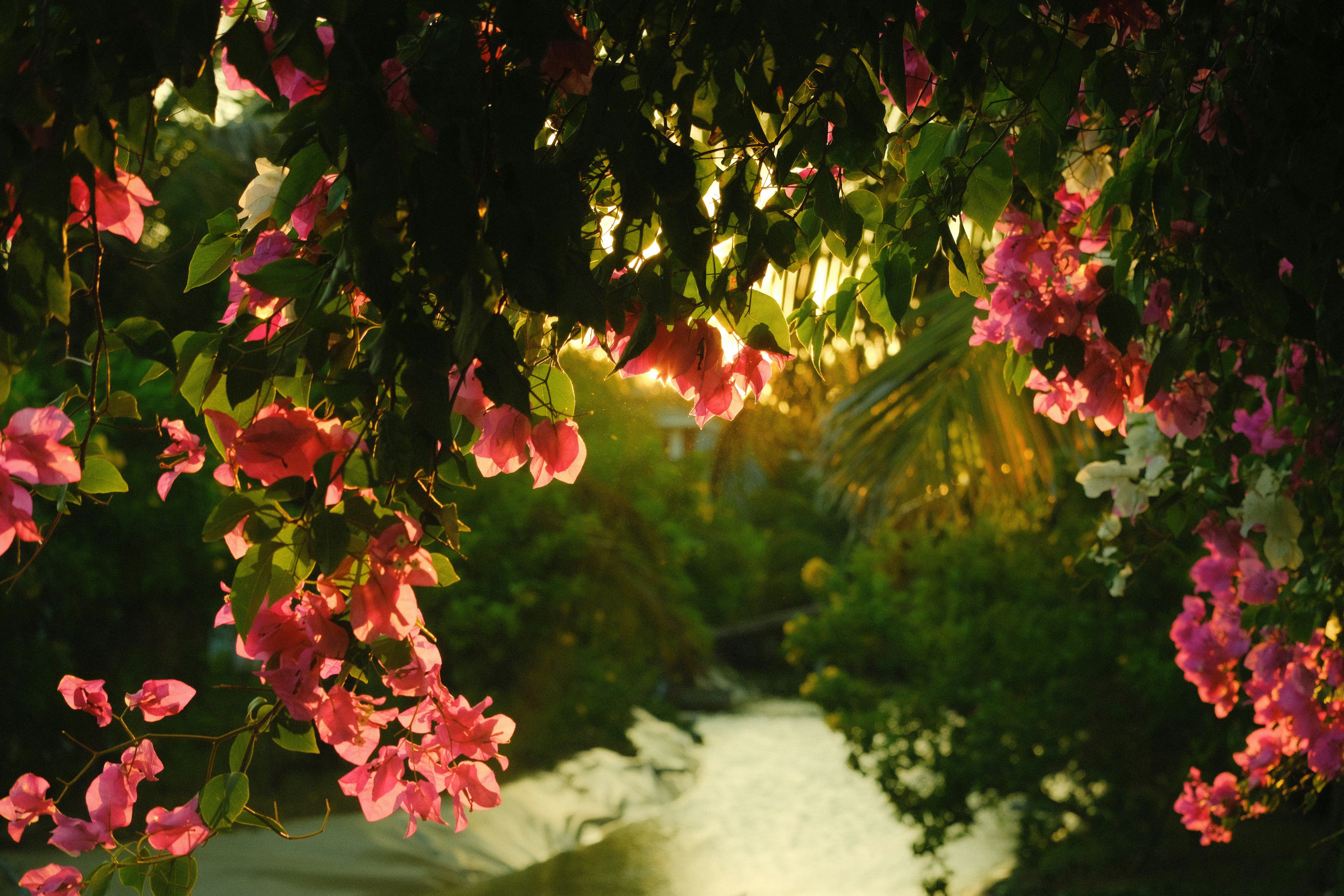 Sunlit Bougainvillea Corridor Overlooking a Shimmering Creek