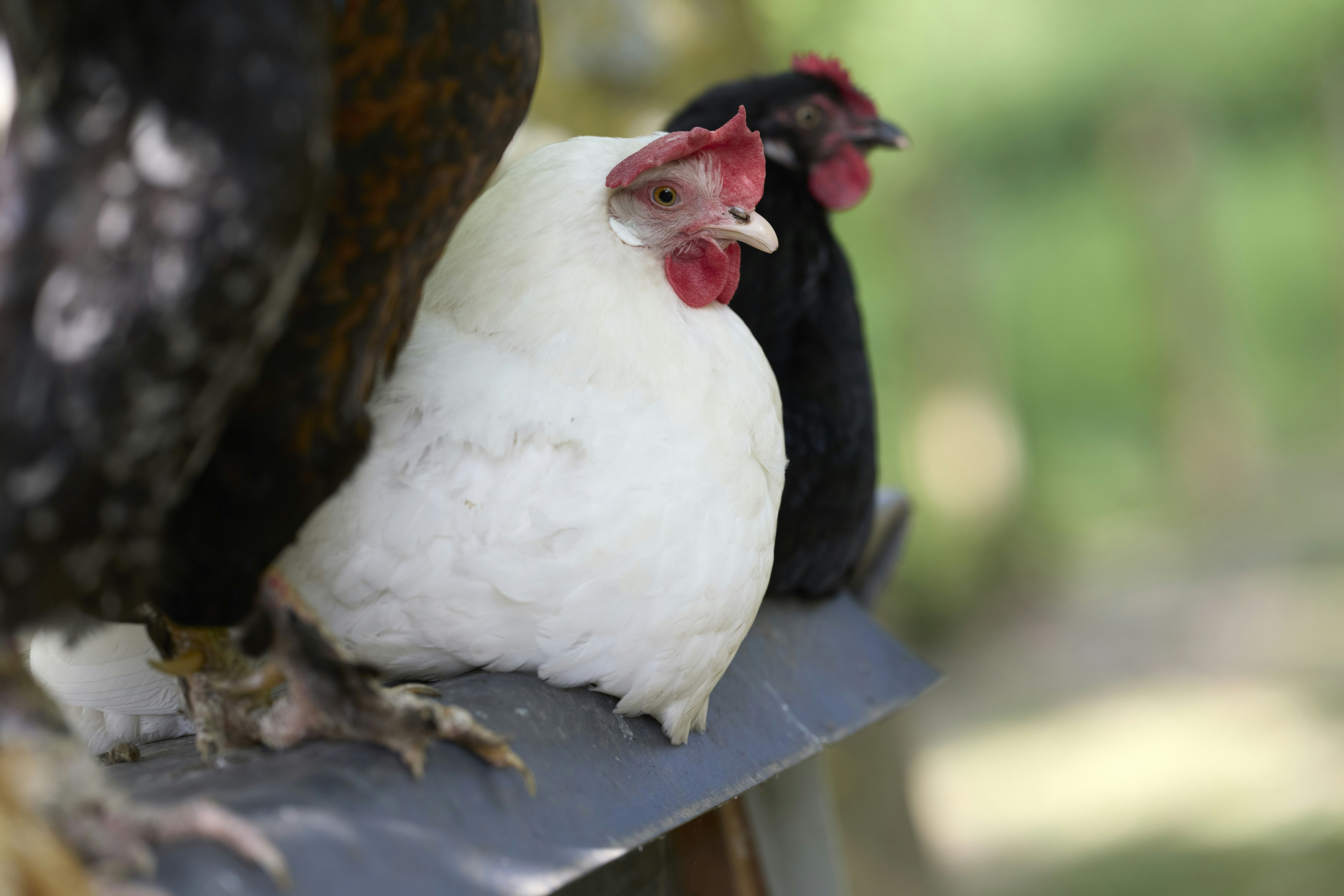 A white hen sits on a corrugated perch with a dark rooster blurred in the background, in a sunlit outdoor setting. The scene emphasizes the foreground hen as the focal point.