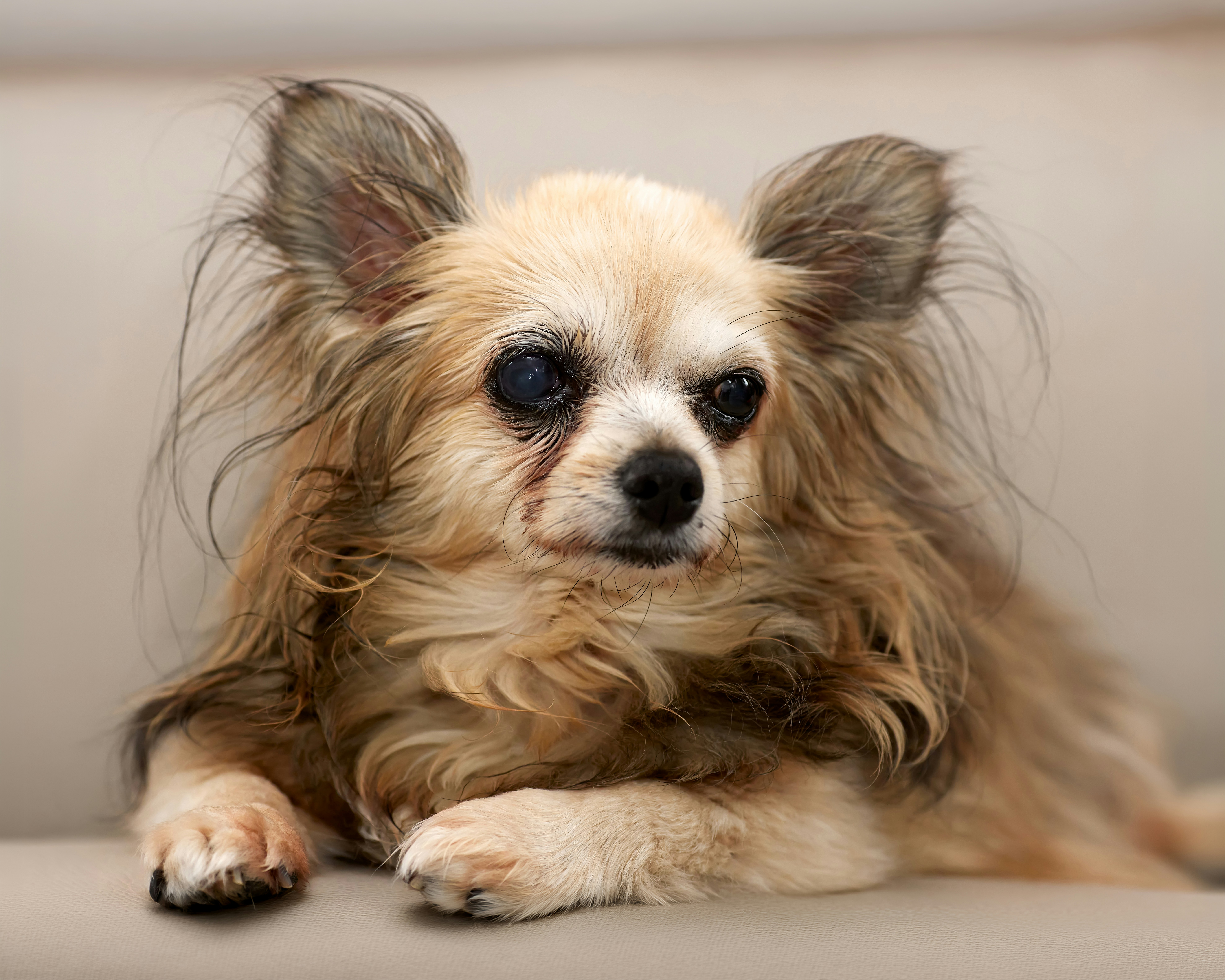 Soft-Eyed Chihuahua on a Neutral Stage