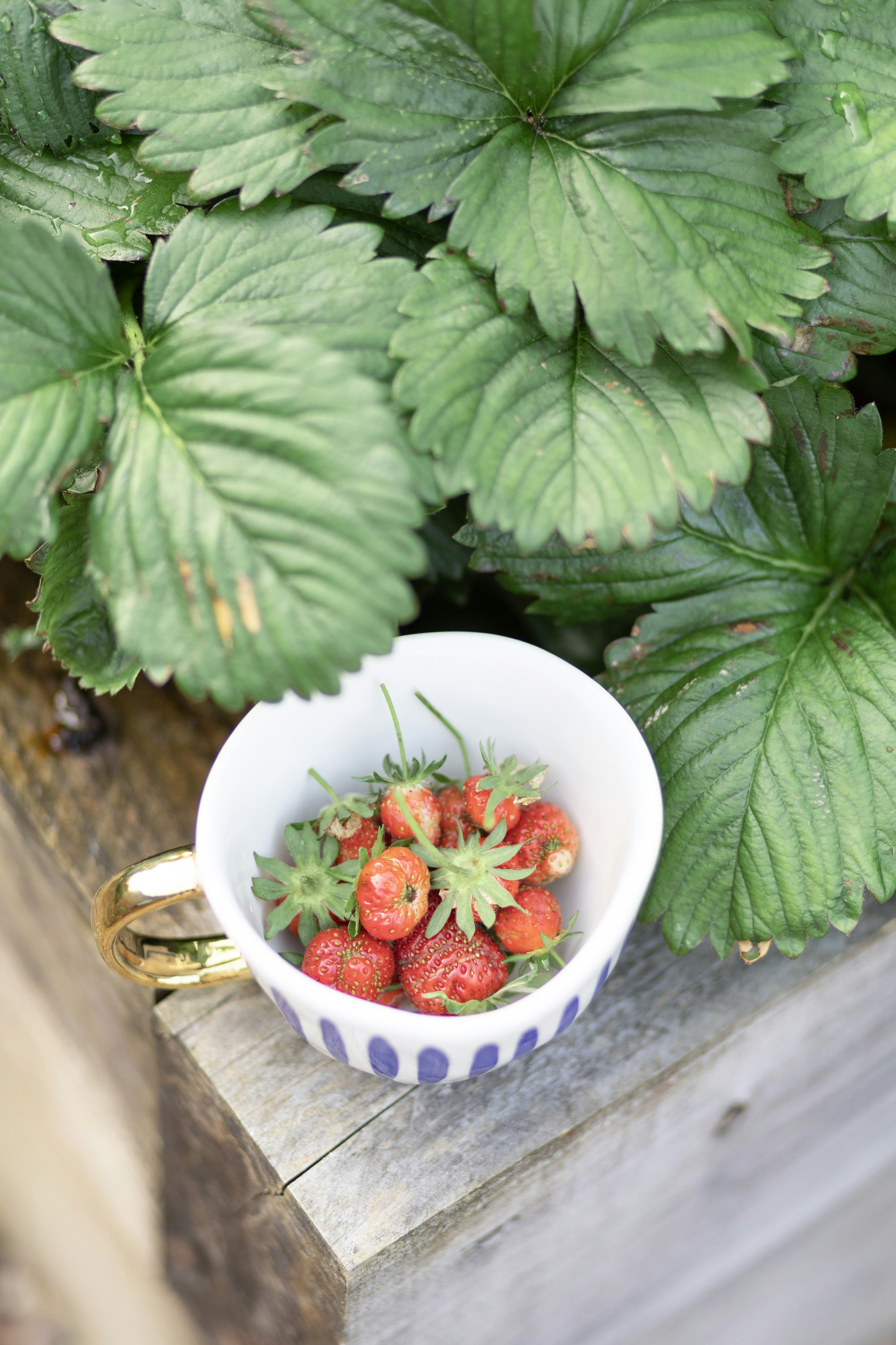 Strawberries in a Cup: A Quiet Moment among Garden Leaves
