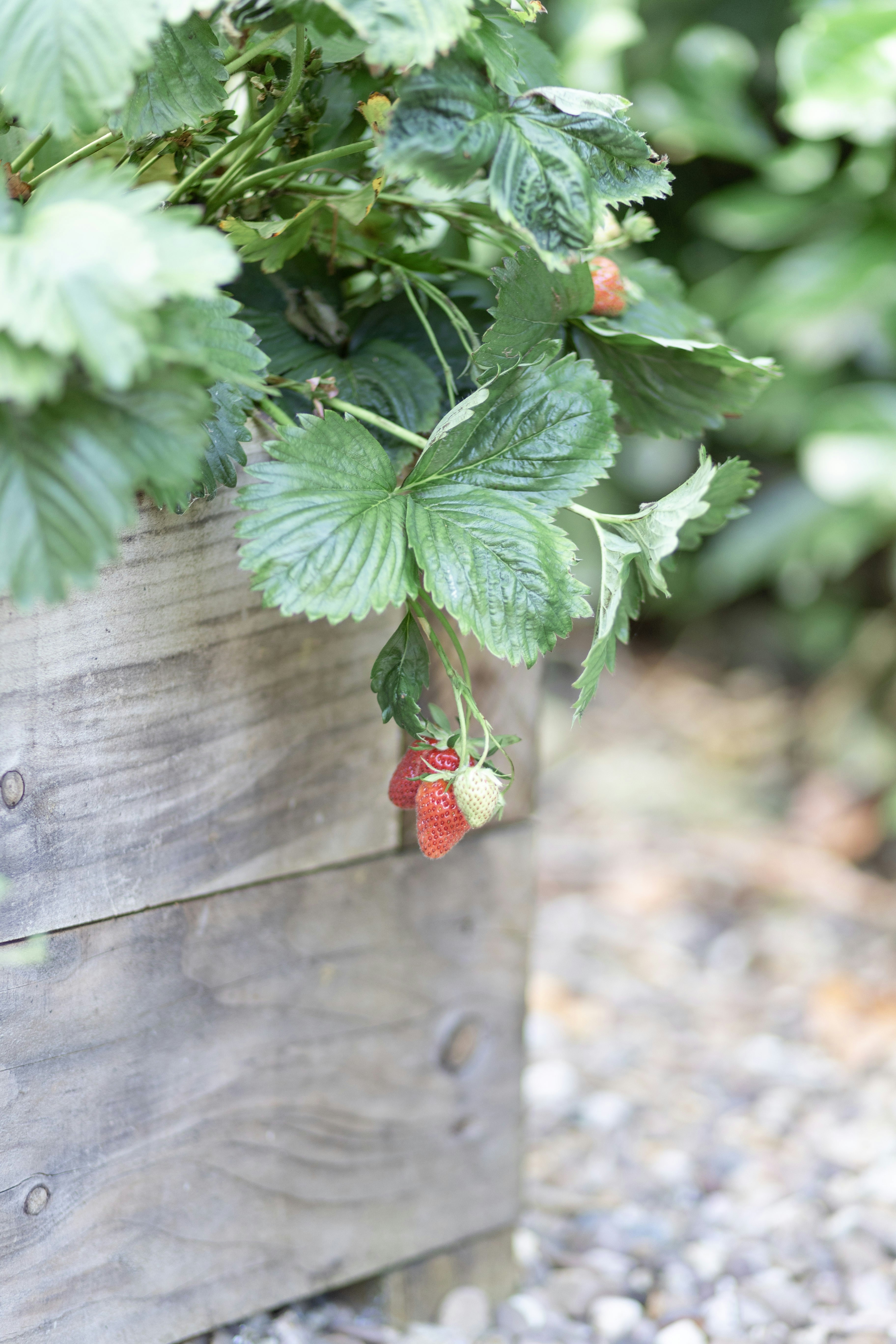 Close-up of ripe and unripe strawberries hanging from a vine along a weathered wooden planter, with leafy foliage and soft garden light in the background.