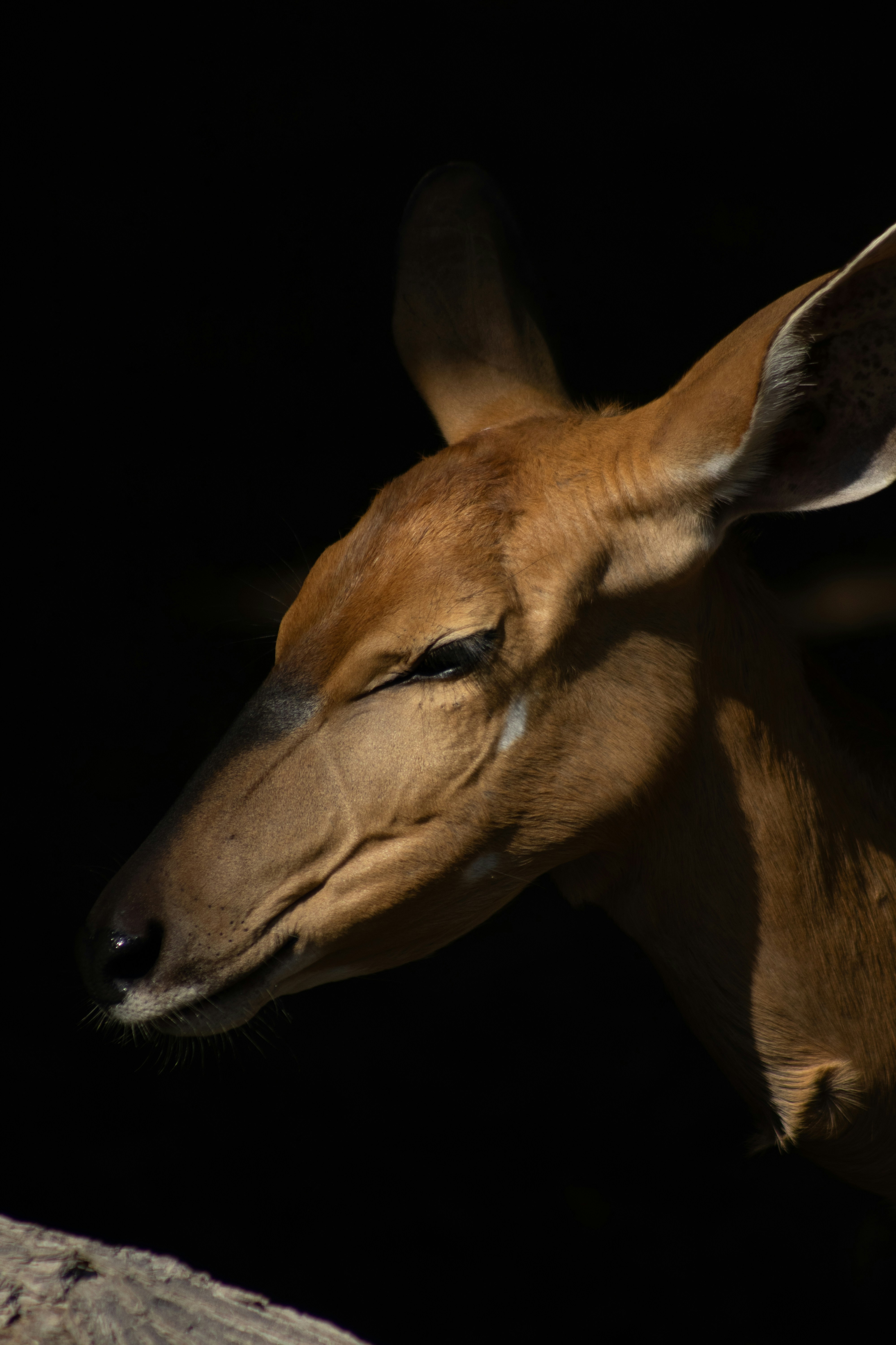 Sunlit Blur: A Gazelle in Shadowed Quiet