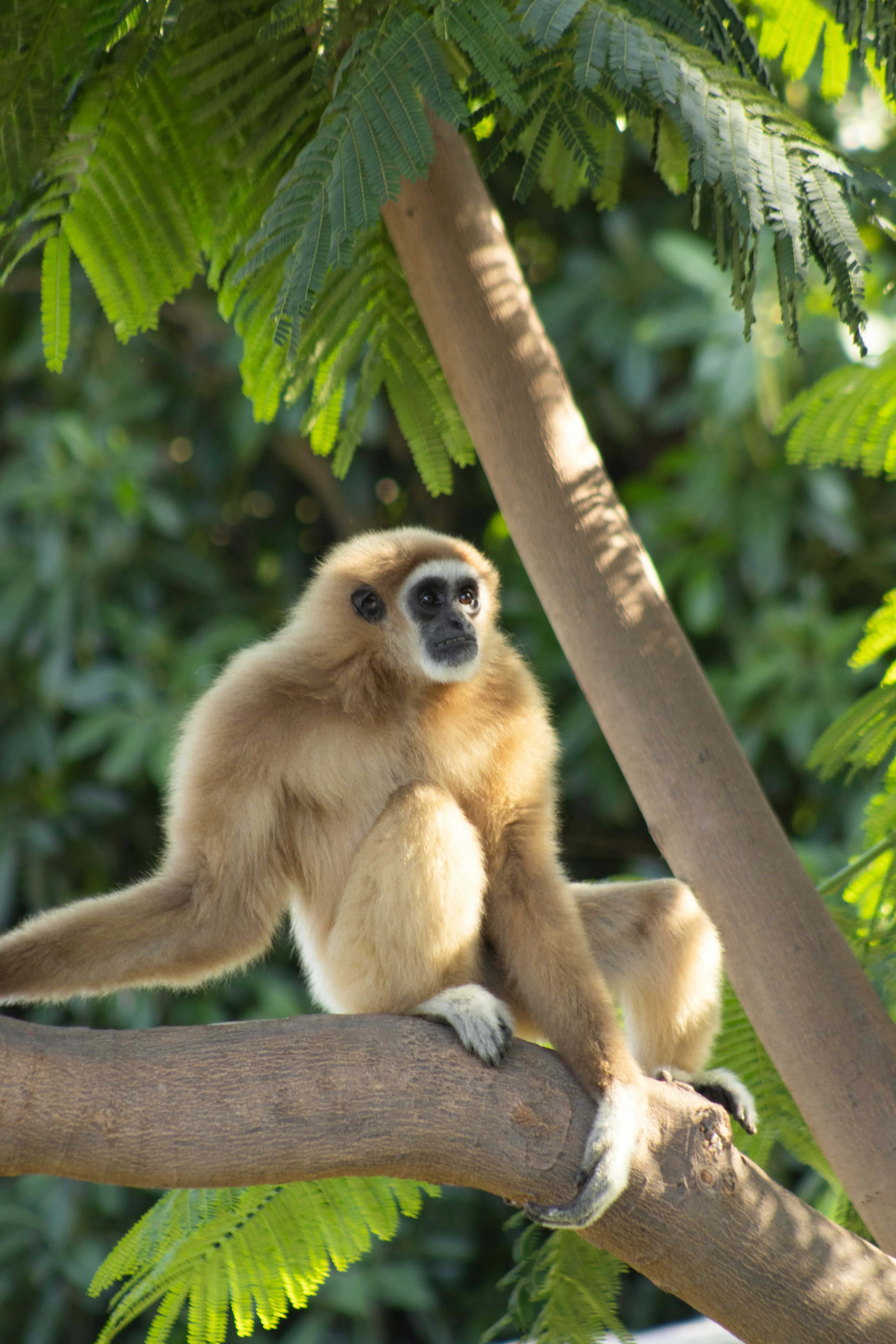Golden Langur in Dappled Light: A Gentle Pause on the Branch