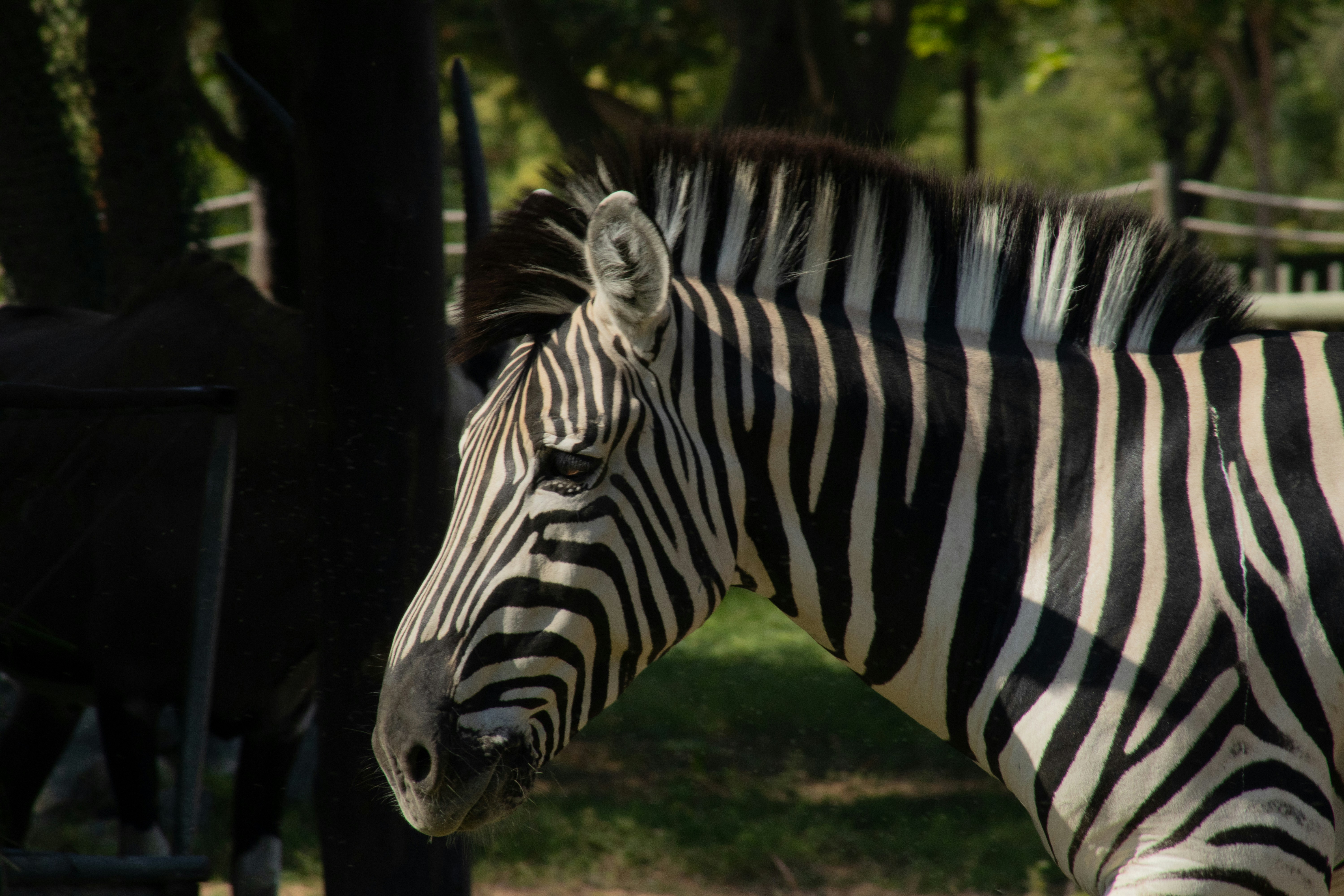 Zebra in dappled shade: a portrait of stripes and calm