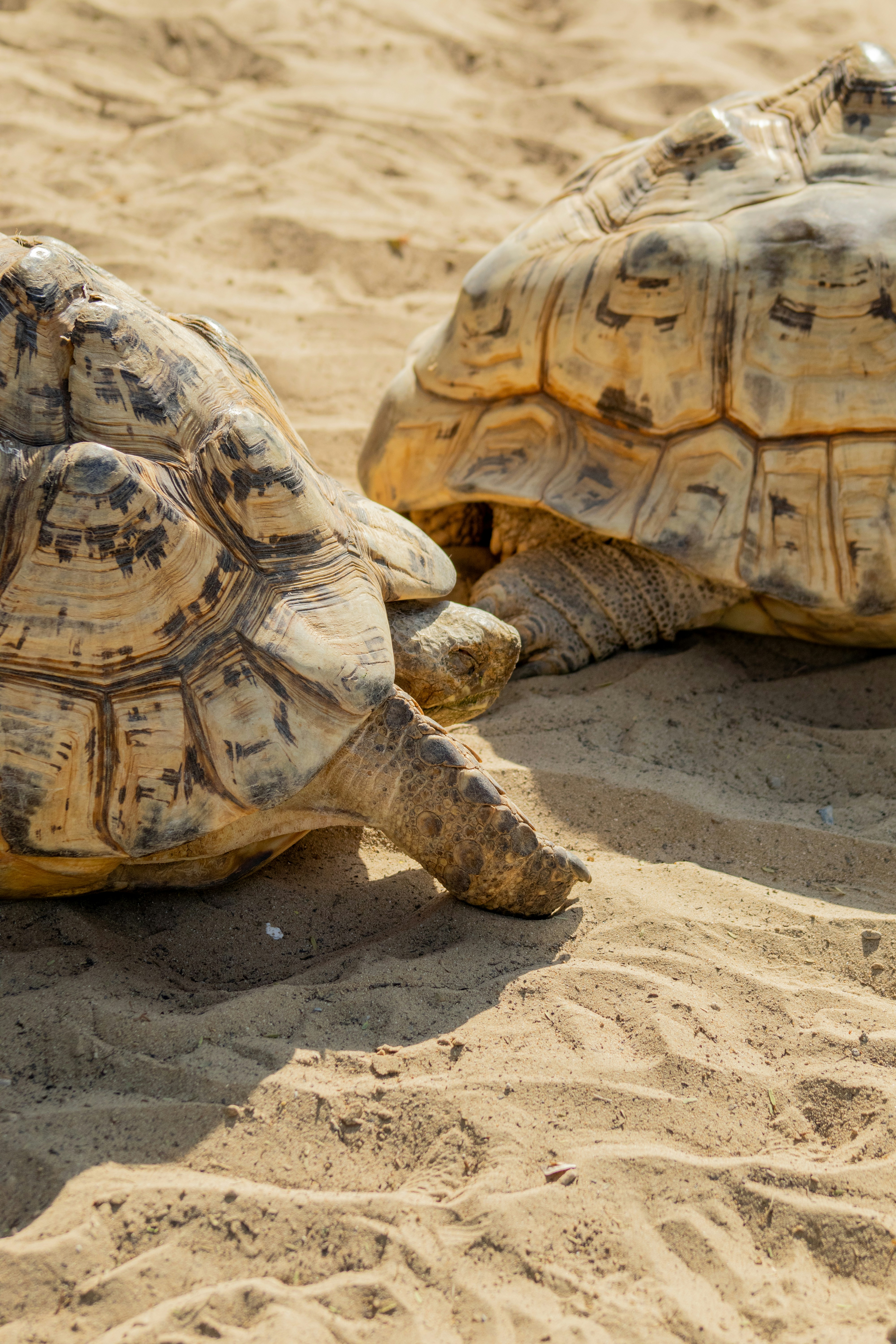 Two Desert Tortoises Sharing a Warm Spot on Sand