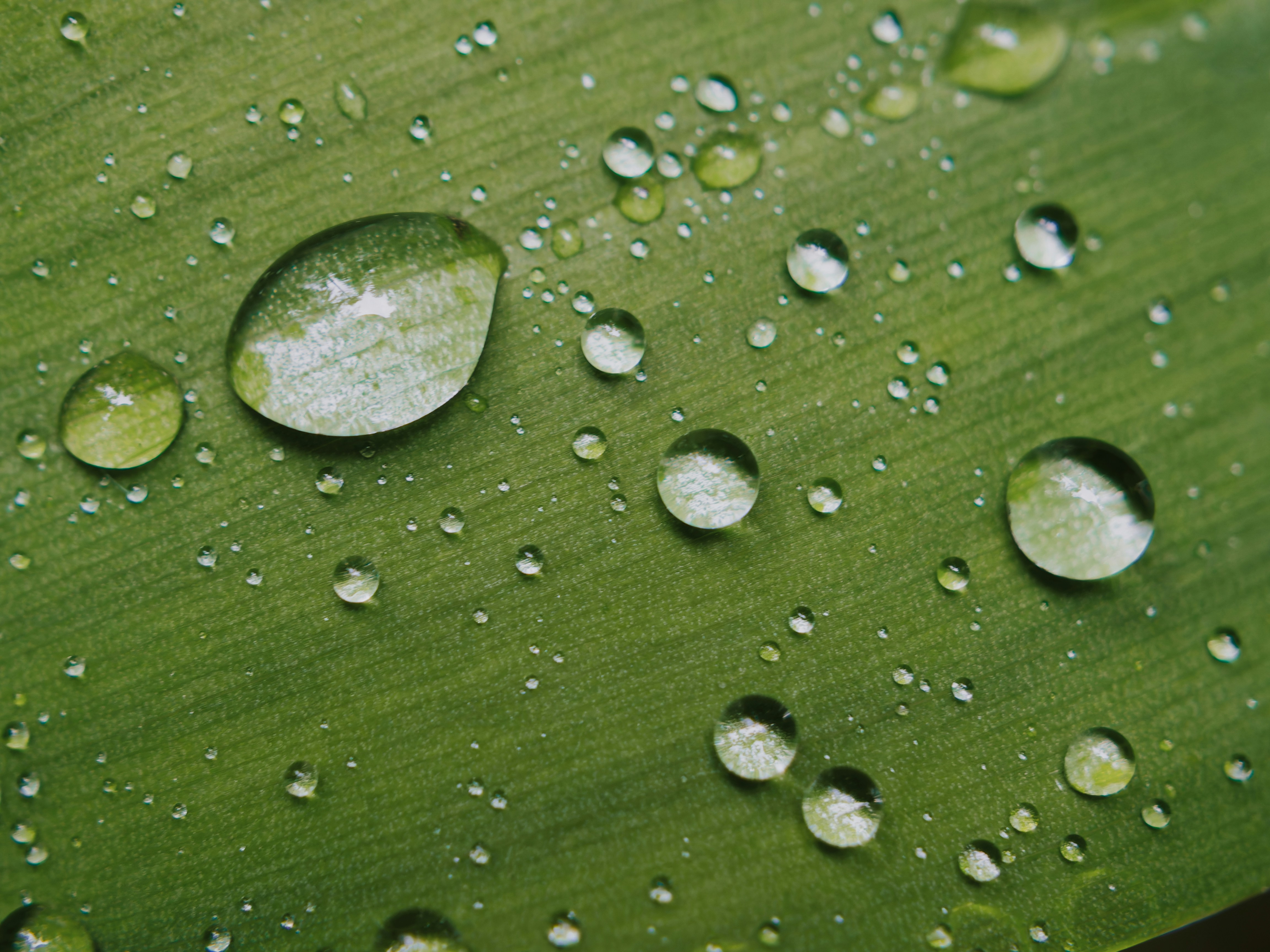 Dew Floral Lattice: Droplets on a Leaf