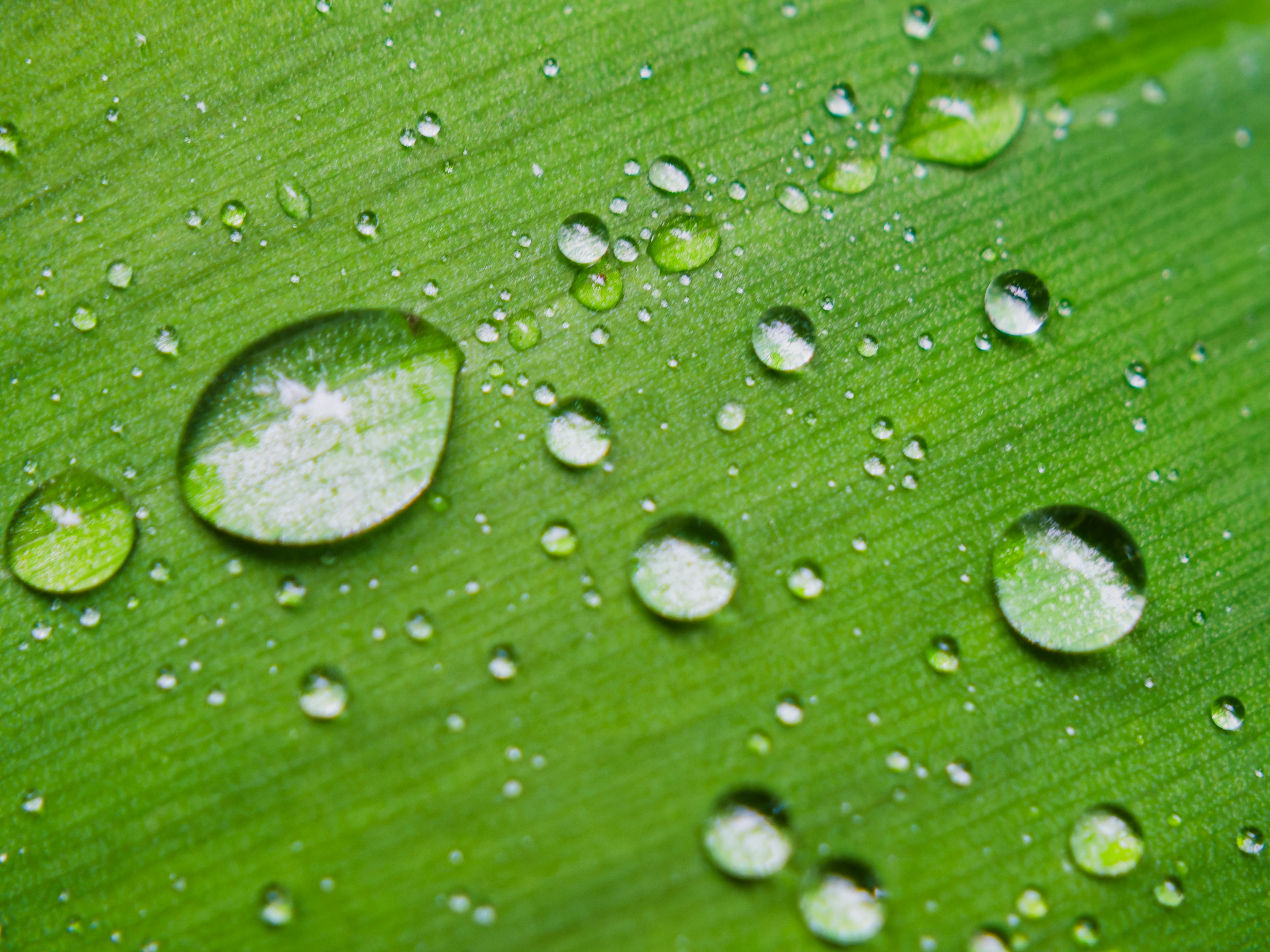 Dew-kissed Leaf Macro: Quiet Rhythm of Drops