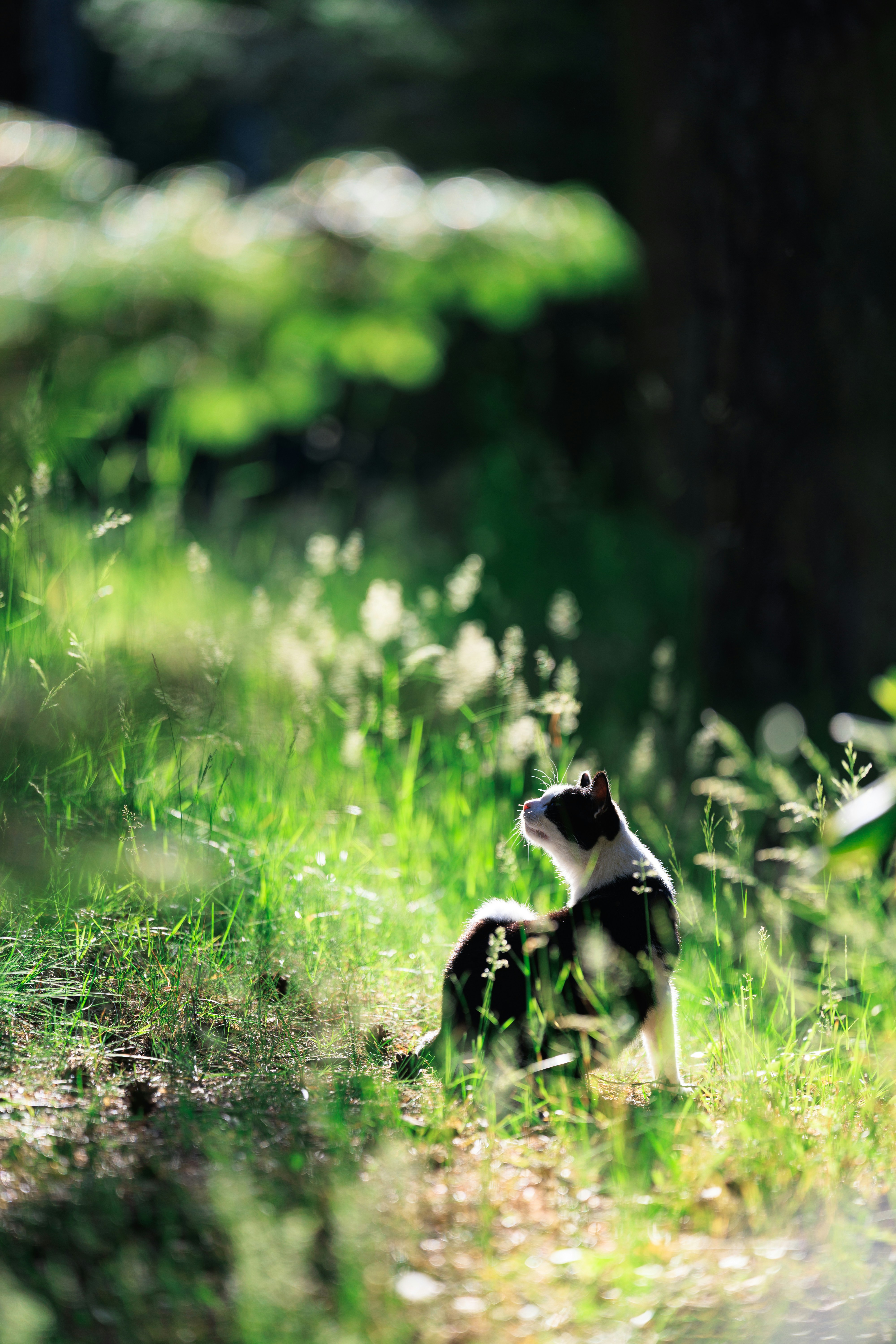 Sunlit Cat in the Meadow: A Quiet Moment by the Grasses
