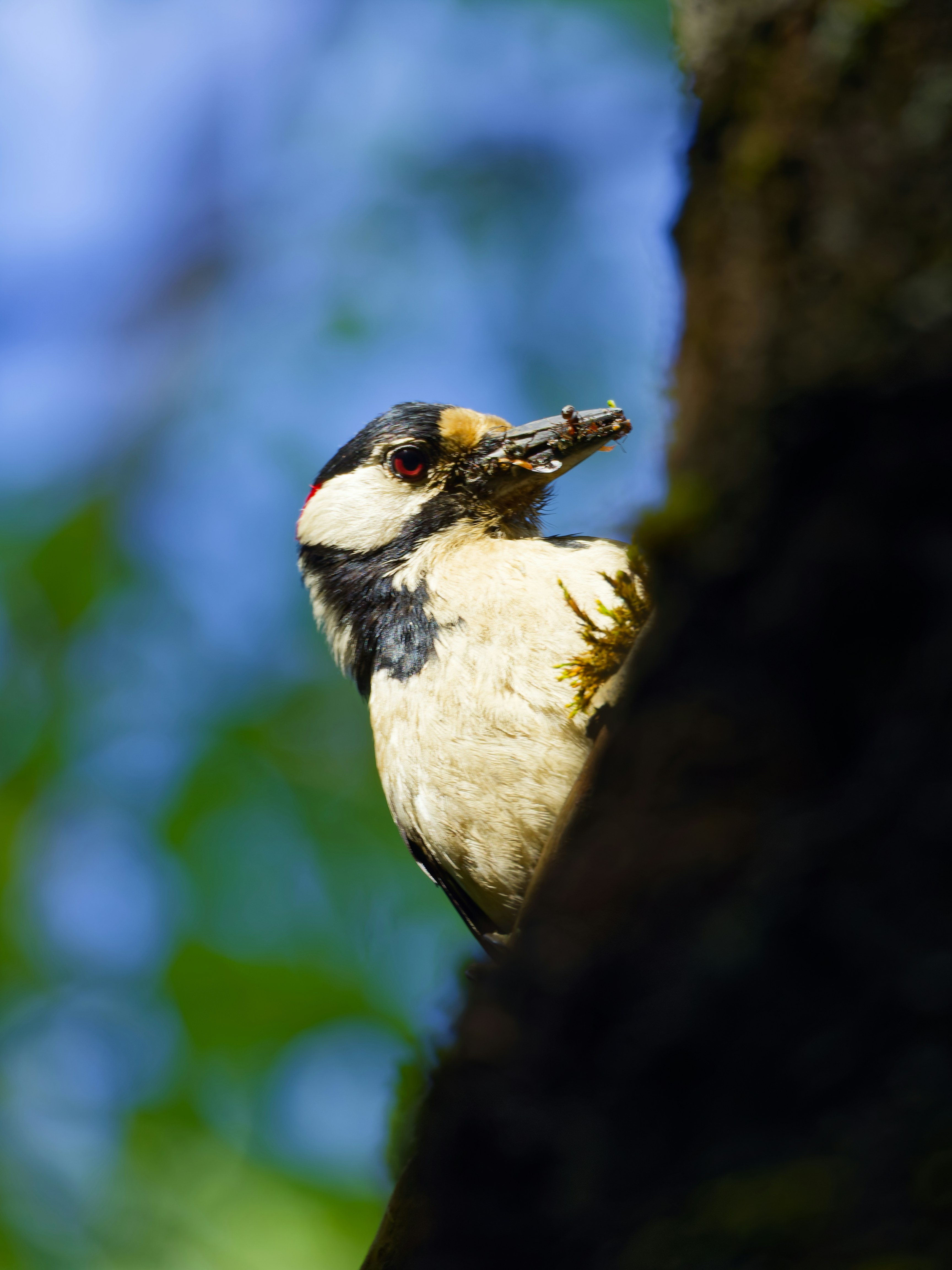 Peek Outside the Bark: A Wood Warbler's Quiet Perch