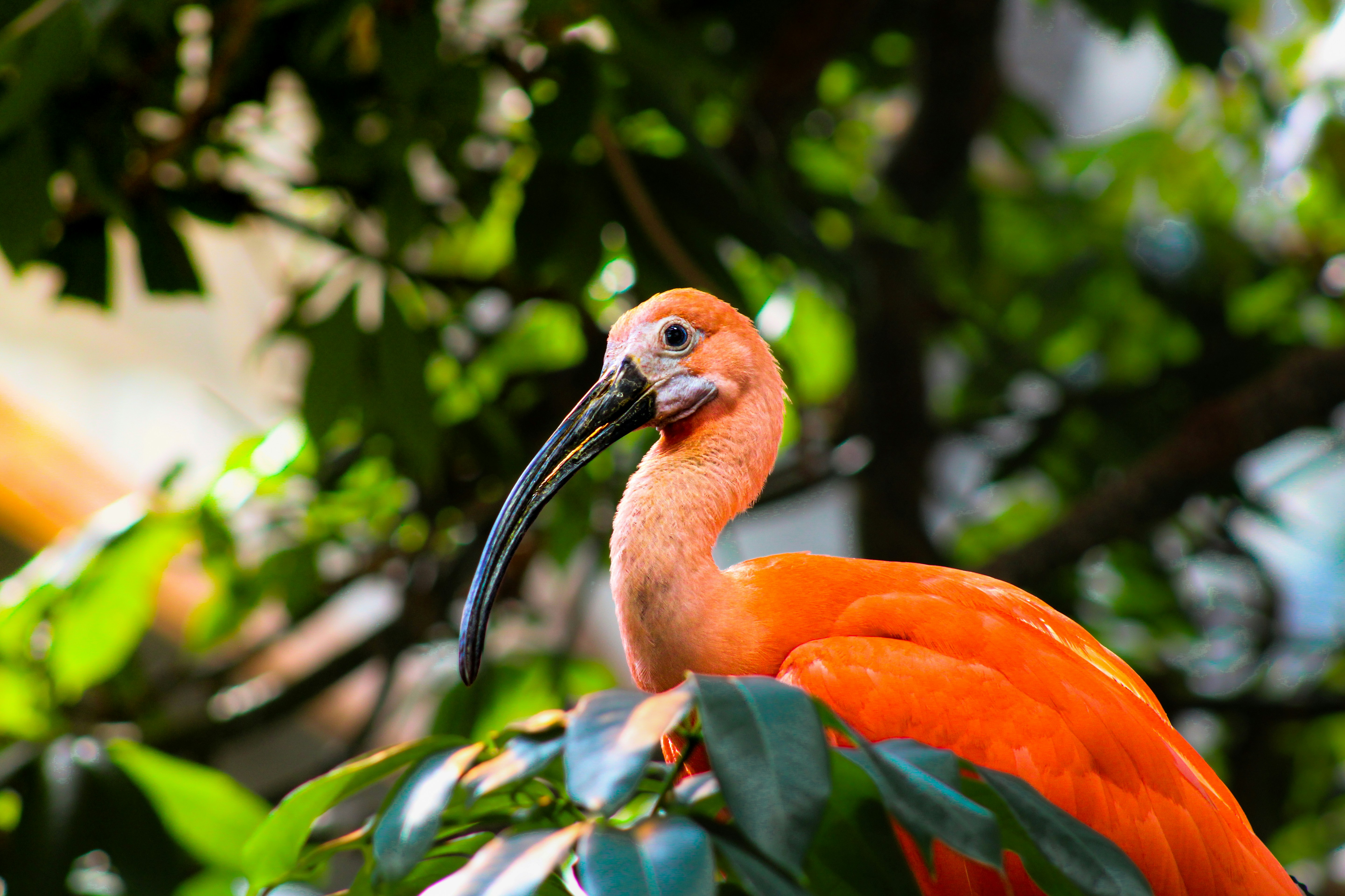Close-up of an orange ibis perched amid leafy branches, sunlight highlighting its curved beak and vibrant plumage in a tropical setting.