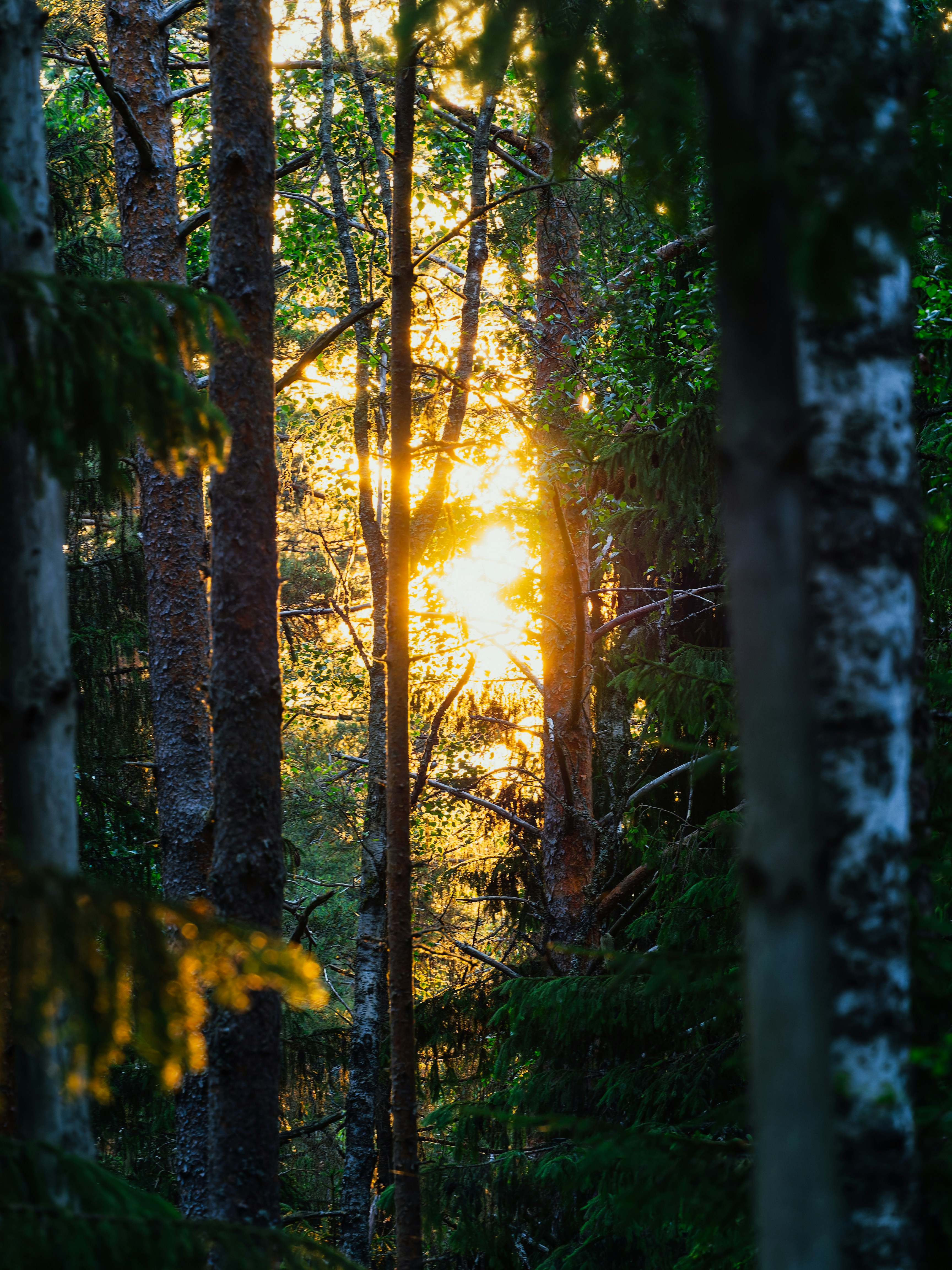 Golden Aperture Through the Pines