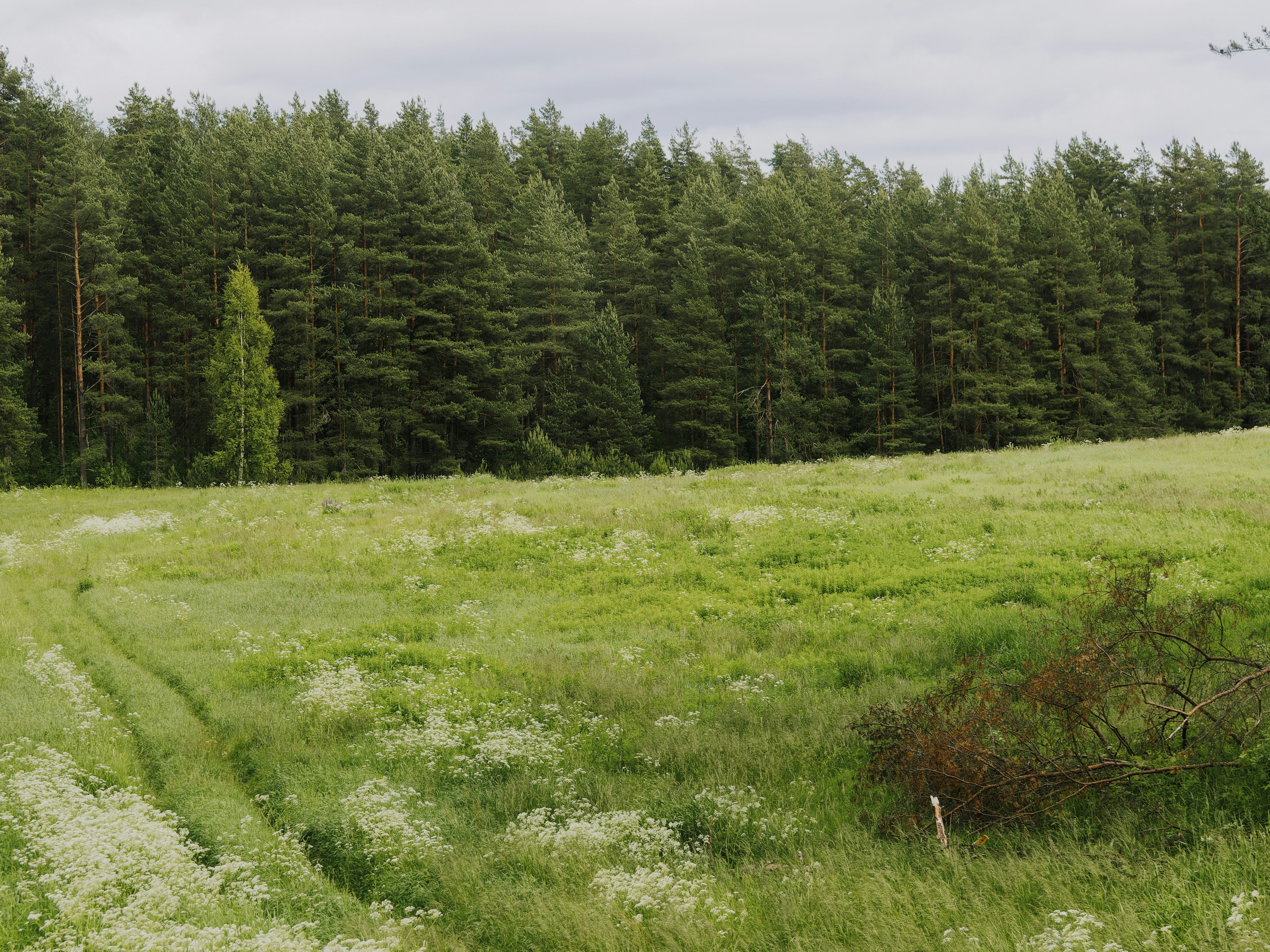 Meadow Edge Meets Conifer Barrier