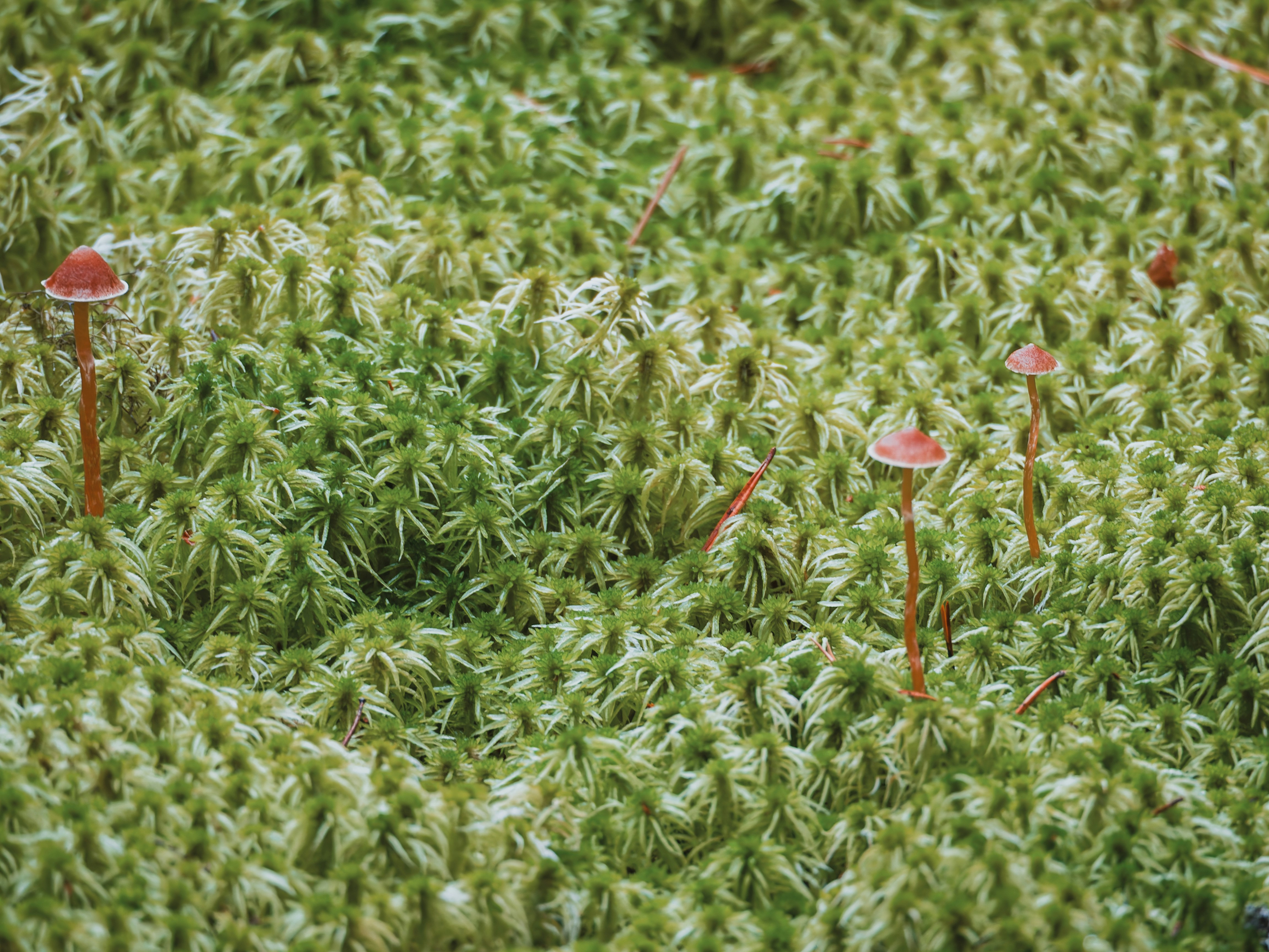 Tiny Red-Capped Mushrooms Rise Among Emerald Moss