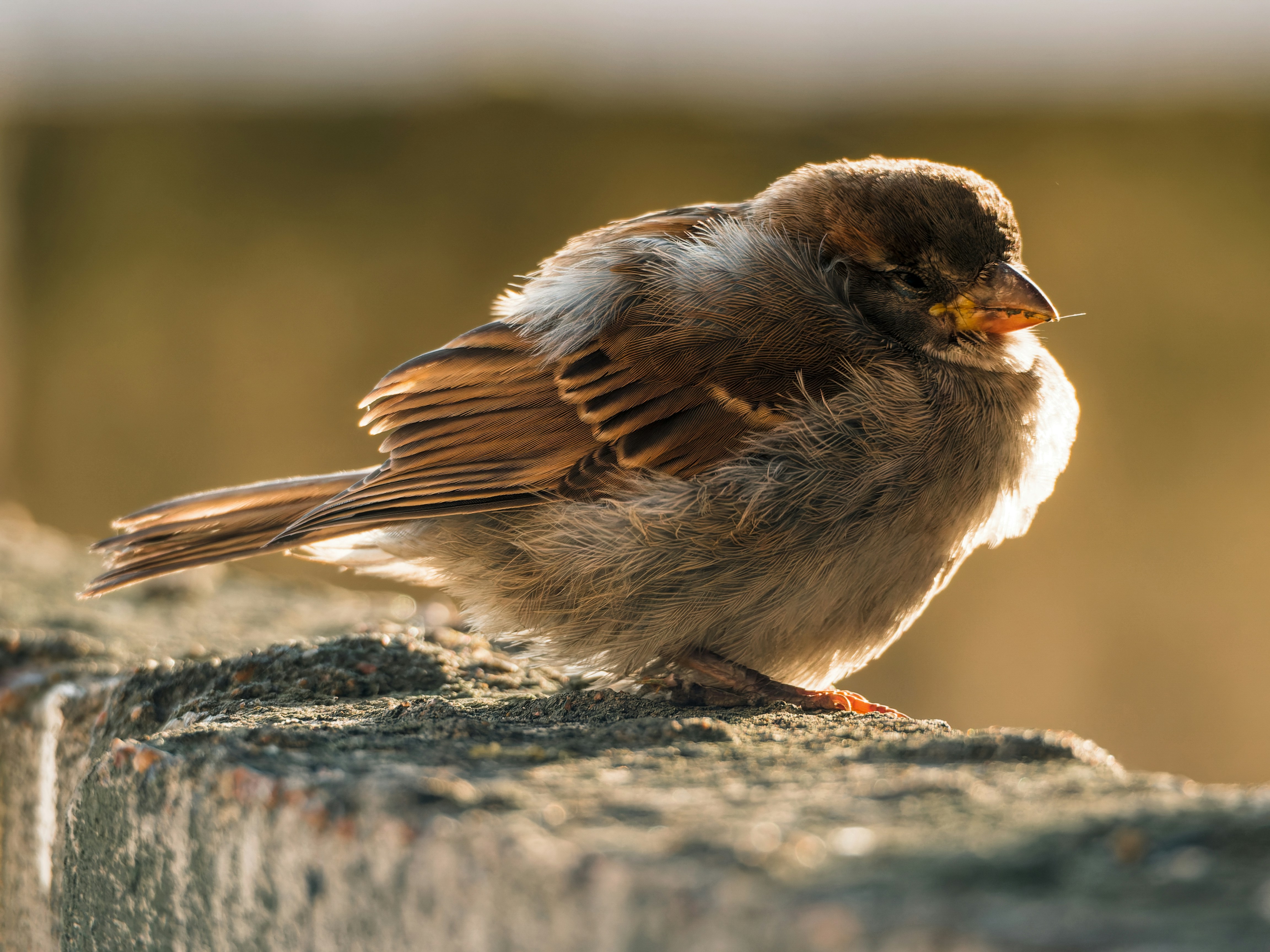 Sunlit Sparrow on a Weathered Ledge