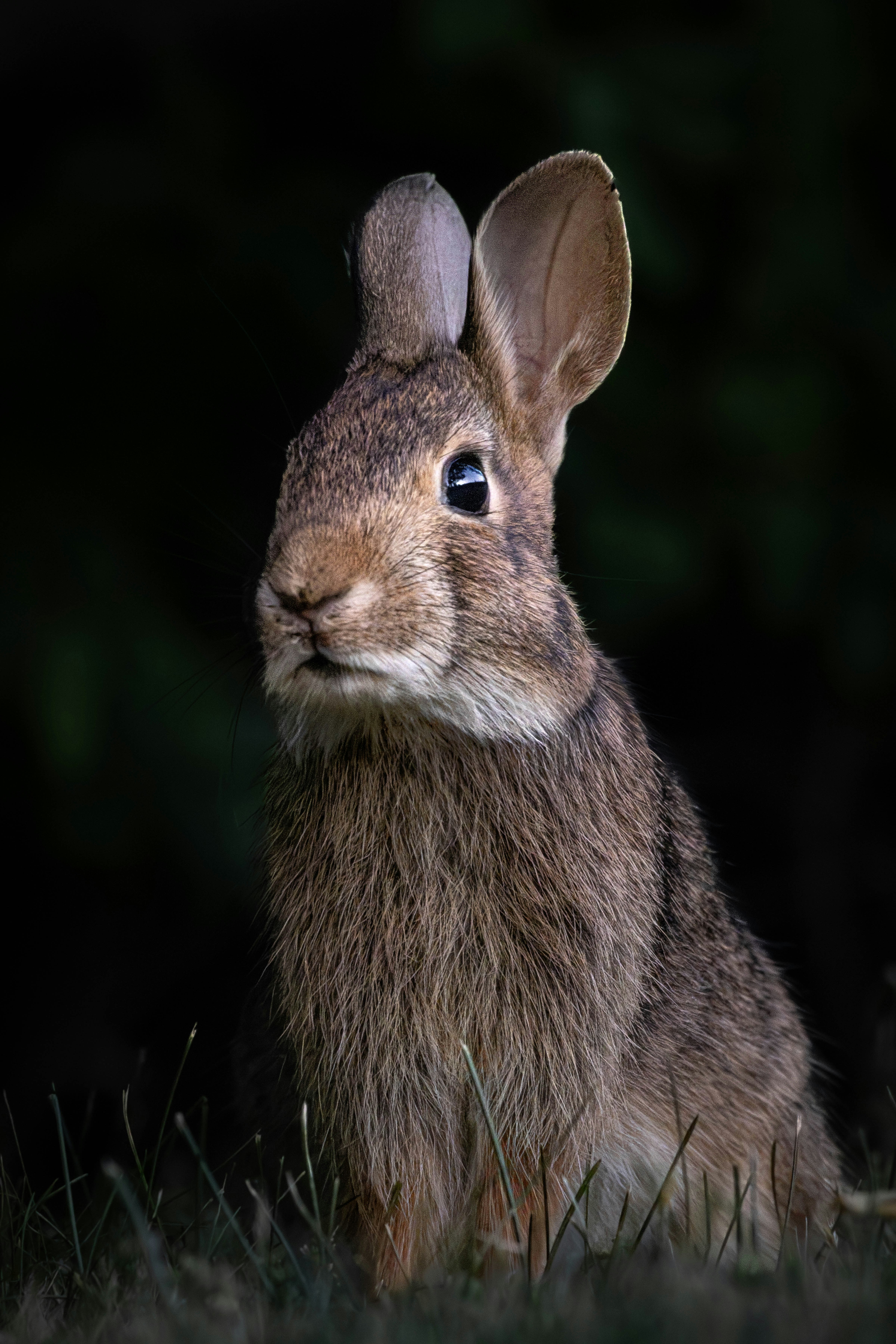 Curious Hare Emerges from the Night