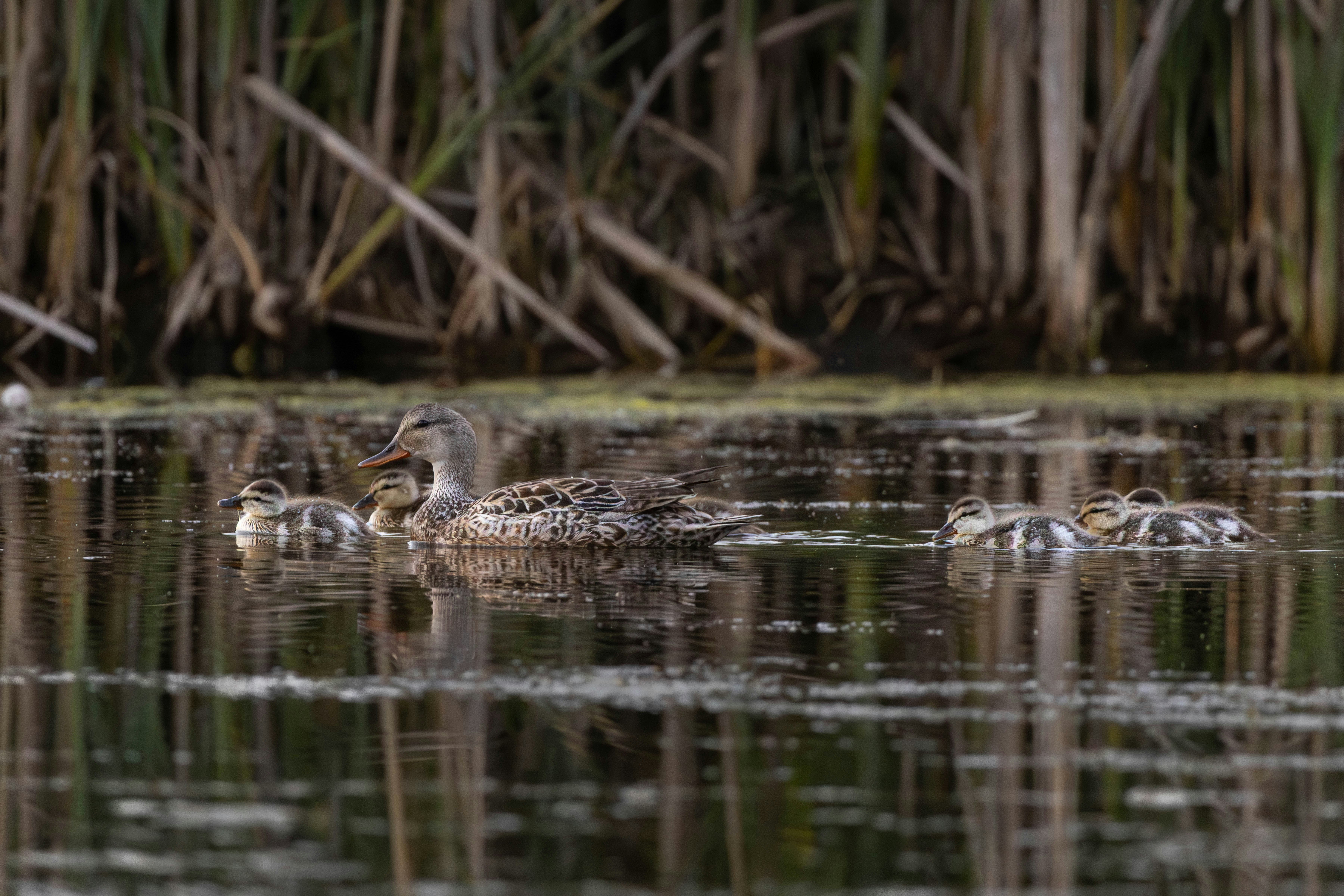 Mother Mallard Leads Her Feathered Family Across a Quiet Marsh