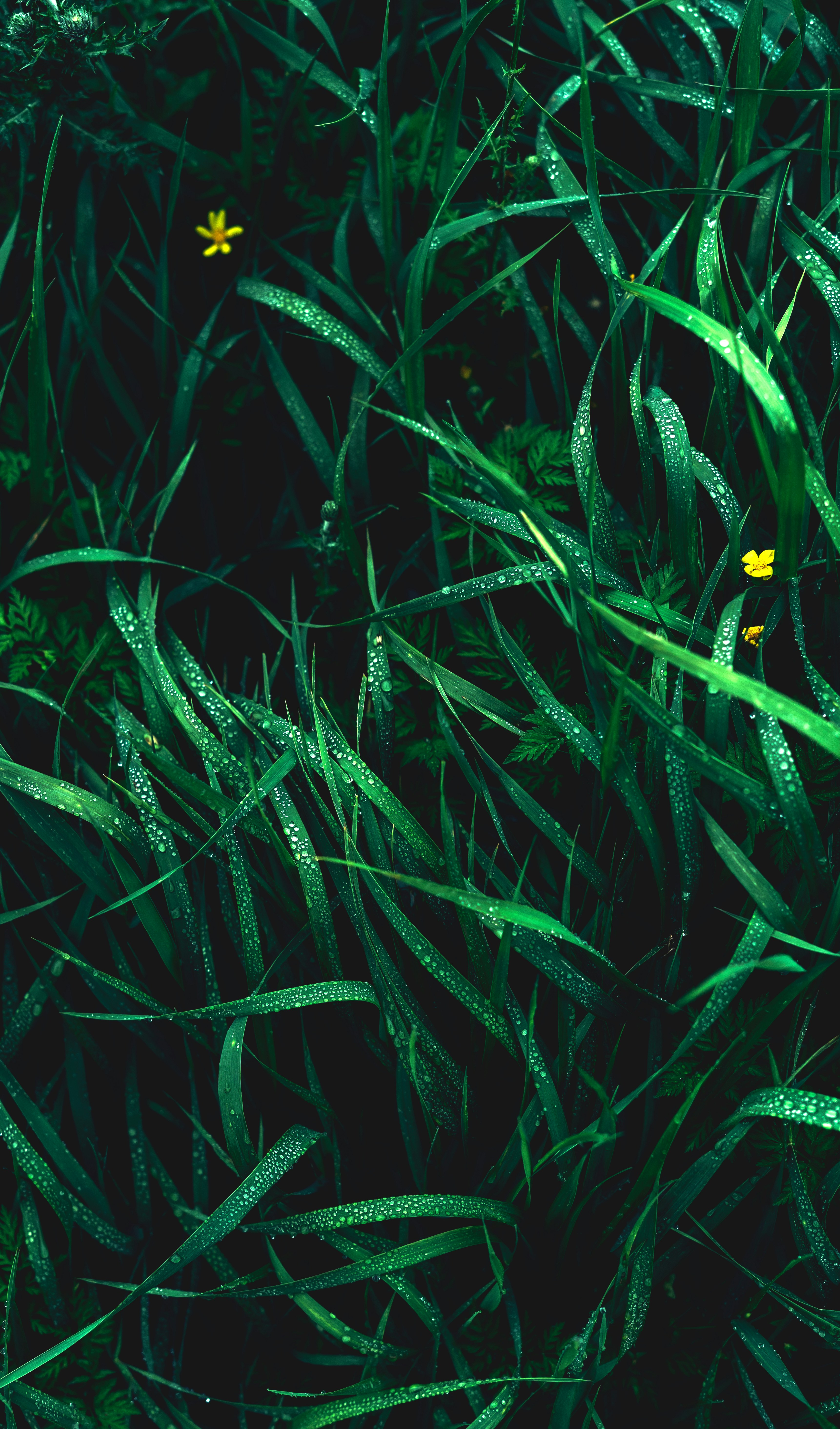 Luminous Grass Tangle: Dappled Yellow Petals in Dark Verdure