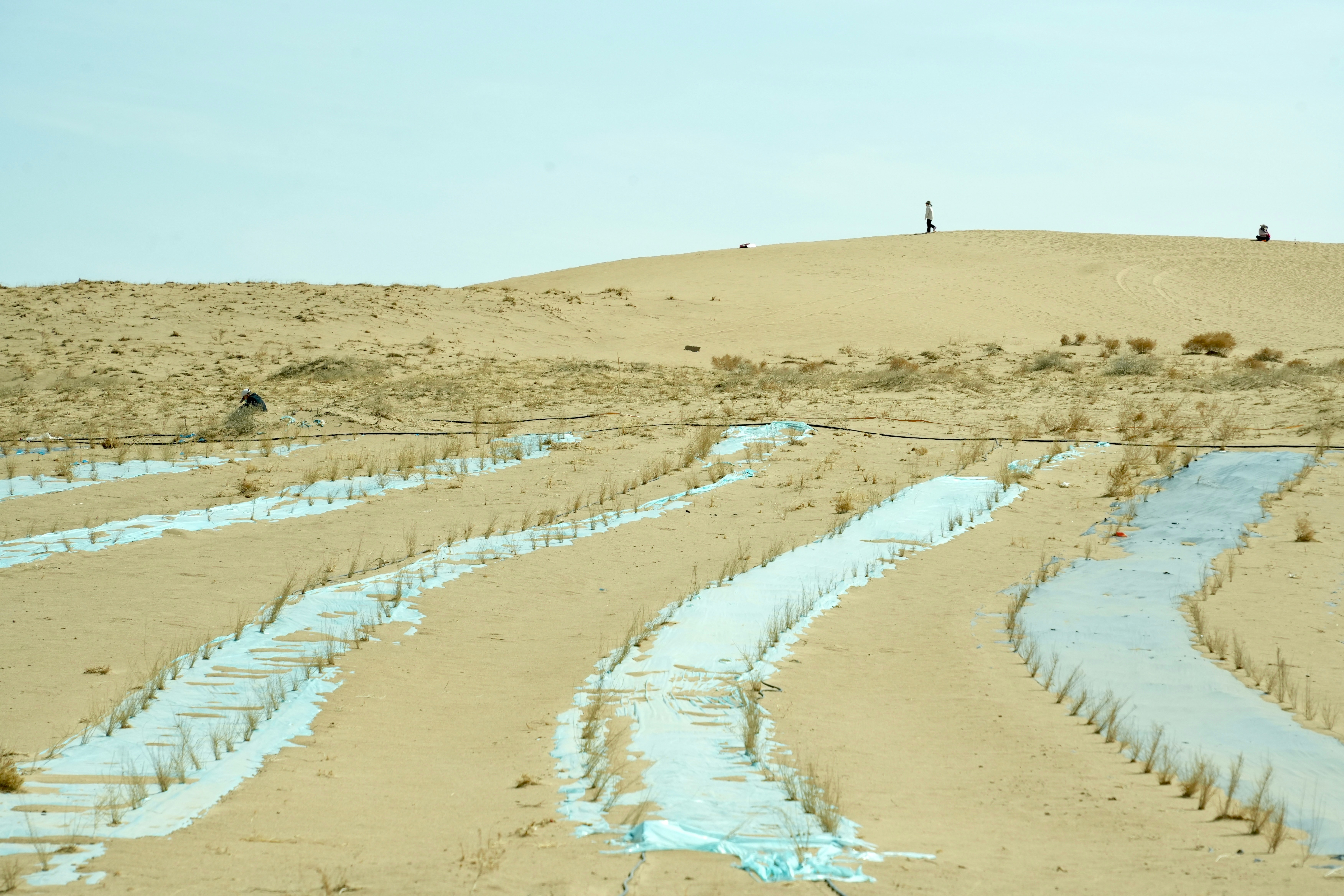 Dune Trails: Plastic-Lined Furrows Carve Quiet Lines Across the Desert