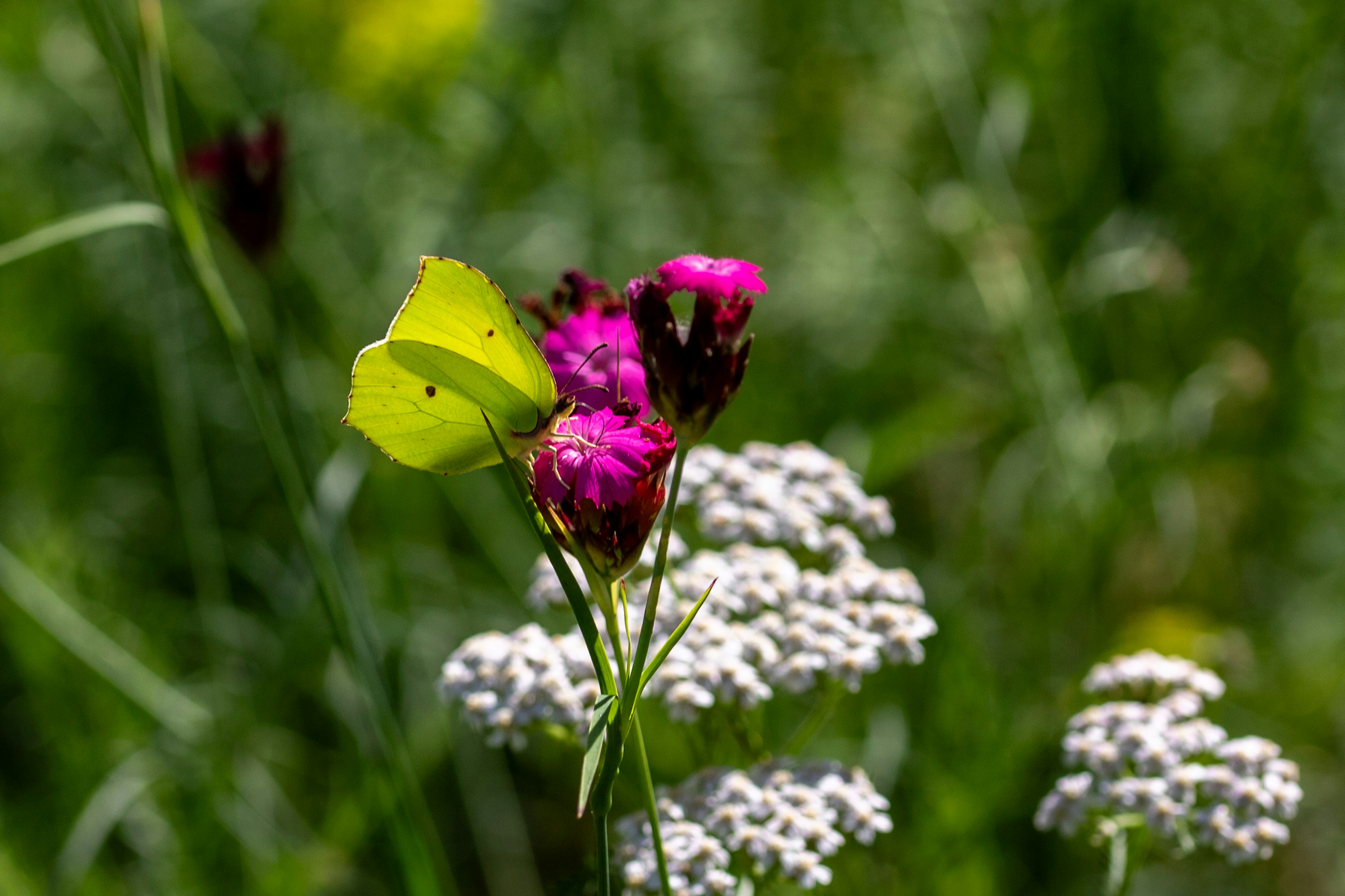 Yellow butterfly on magenta blossoms amid meadow greens