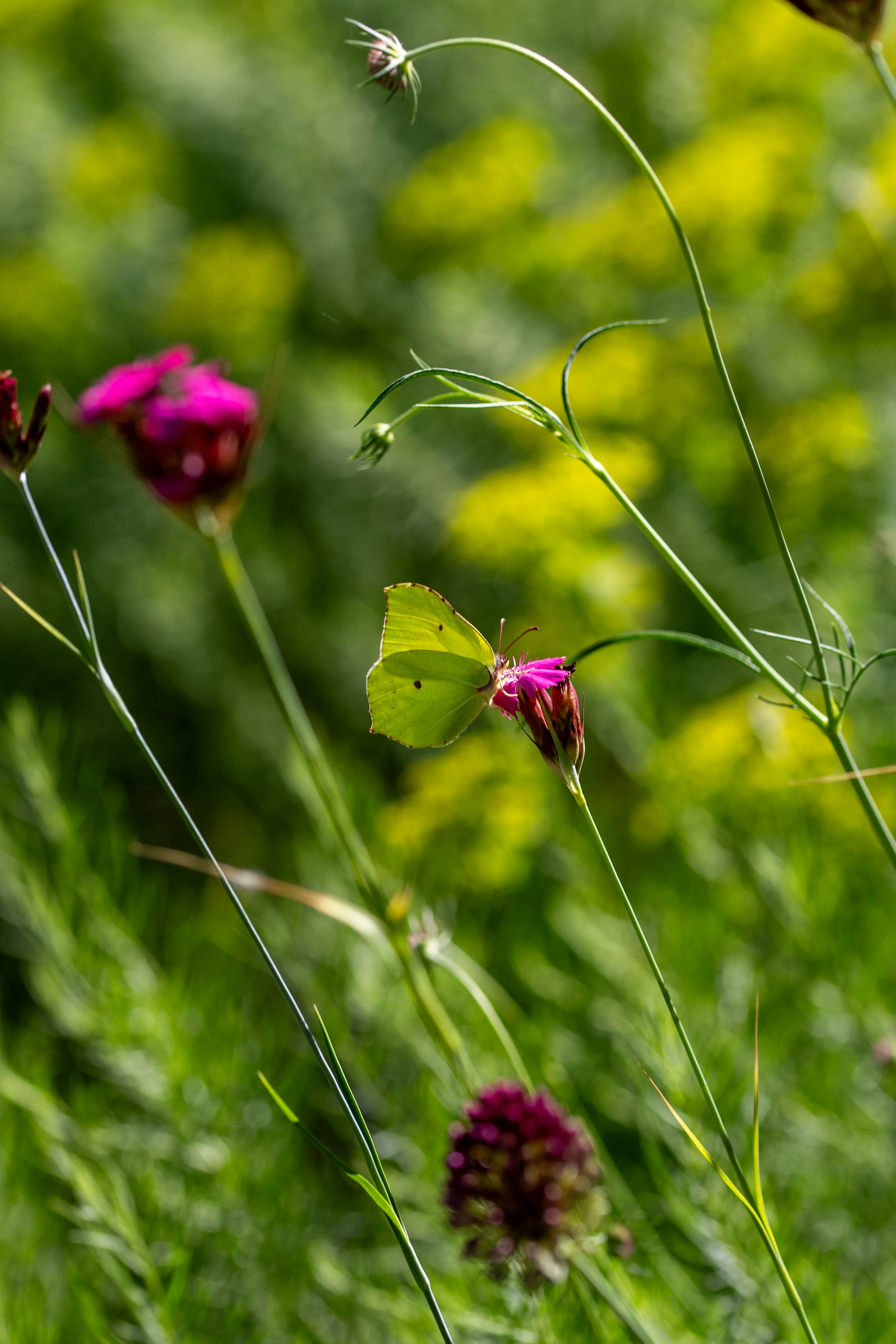 Green-veiled Butterfly on a Pink Bud in a Sunlit Meadow