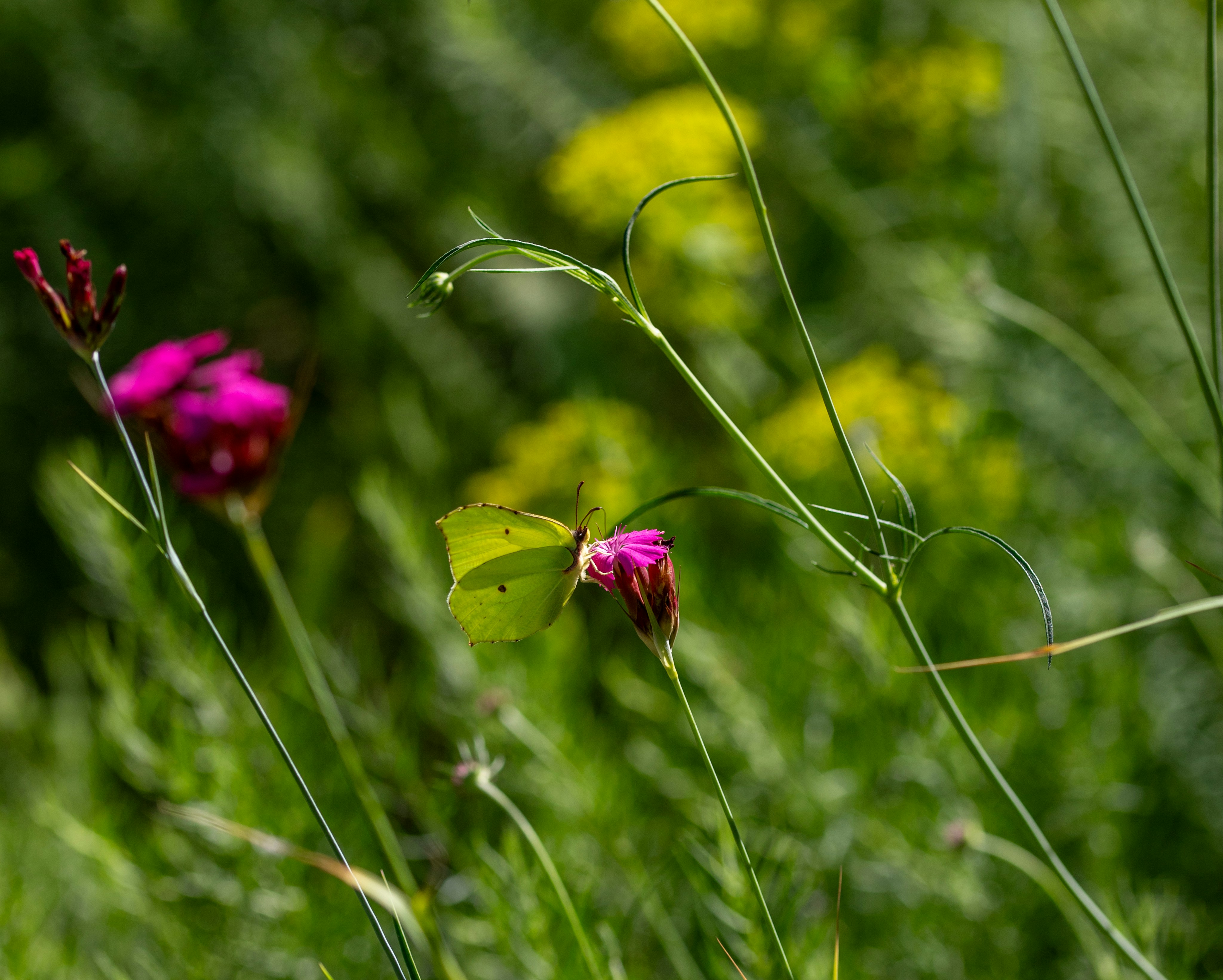 Pink Bud in a Sea of Green Tendrils