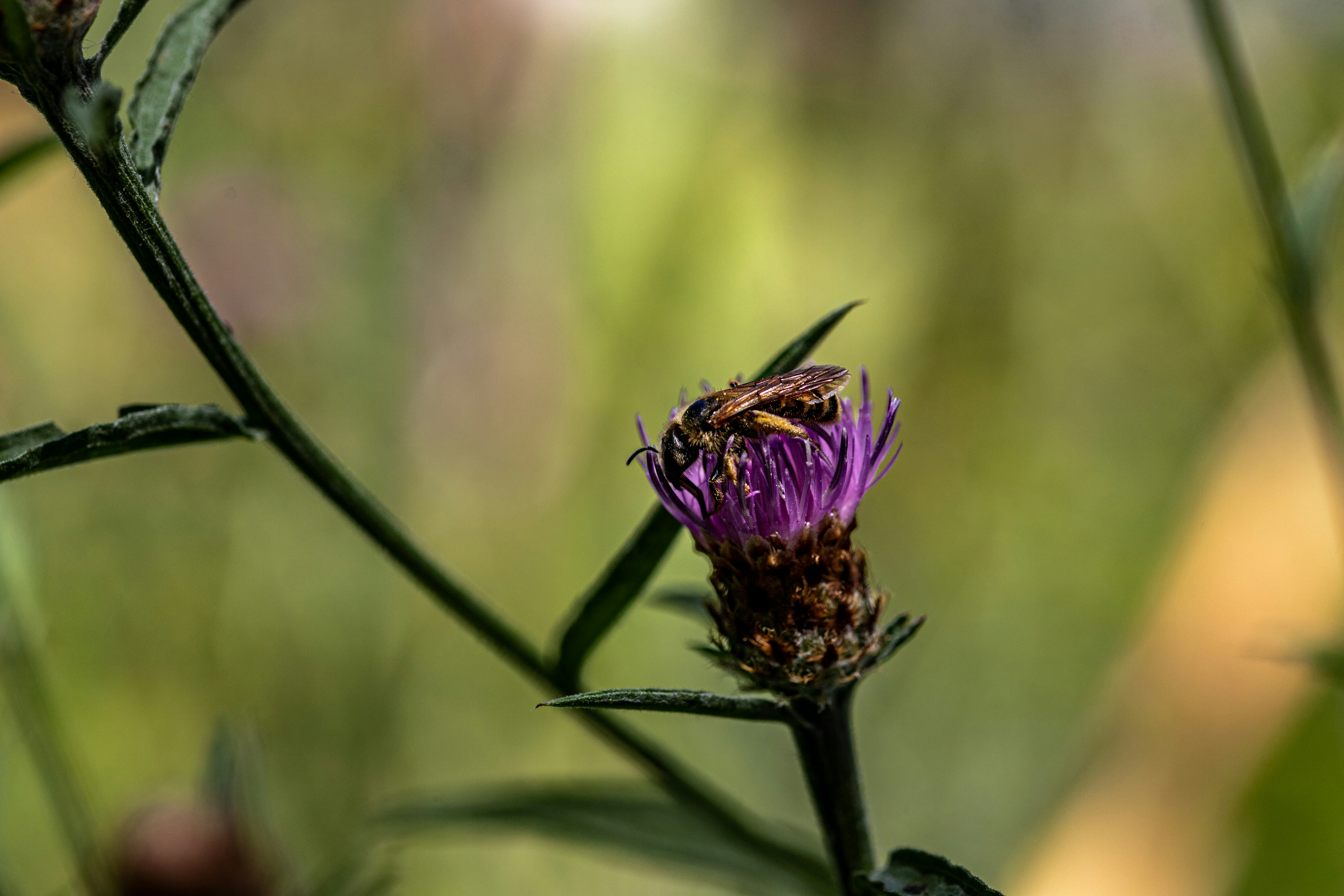 Purple blossom under close watch: a bee on a bold bloom